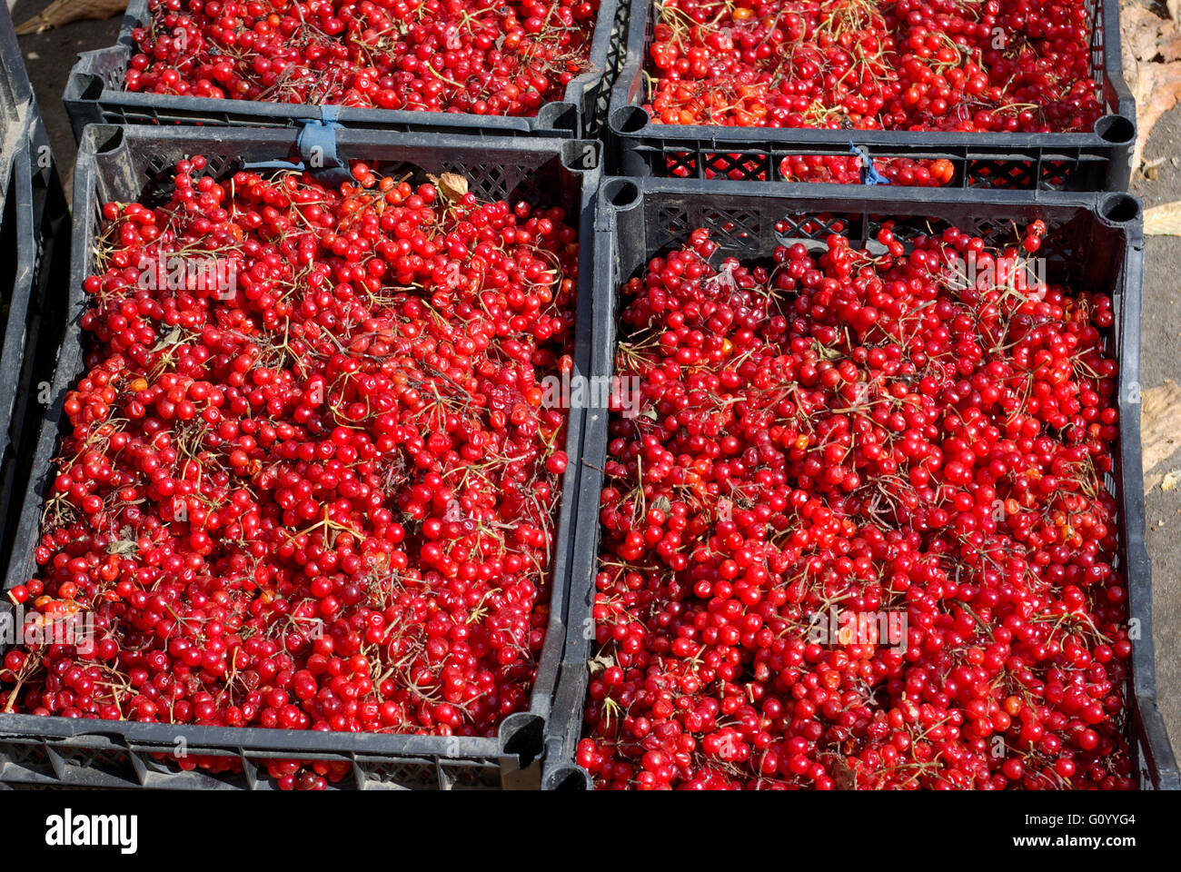 Large amount of red berries in cases Stock Photo - Alamy