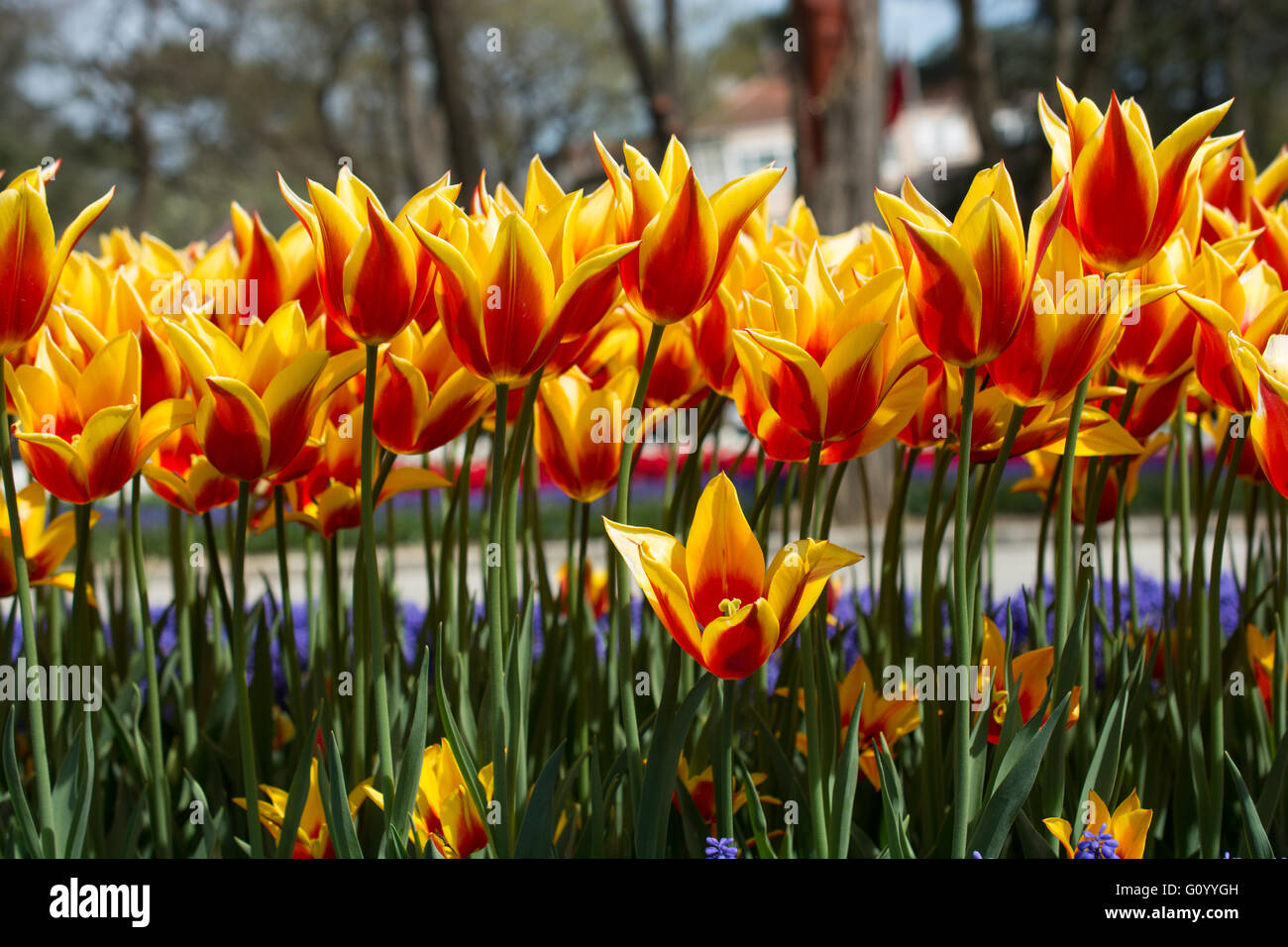Fresh tulips of orange color in nature in spring time Stock Photo - Alamy