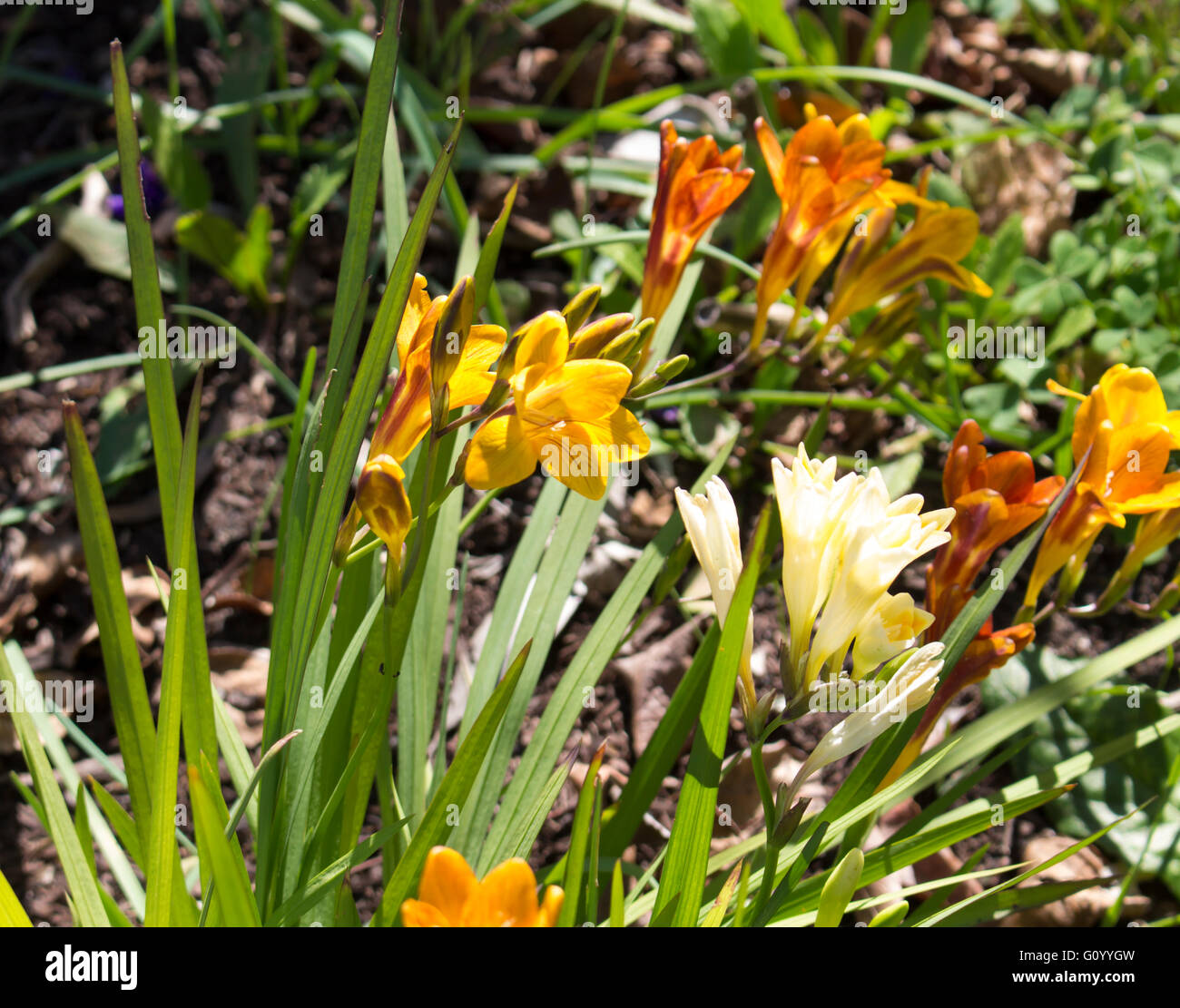 Deep yellow , cream and tawny orange double tubular blooms of Freesia ...