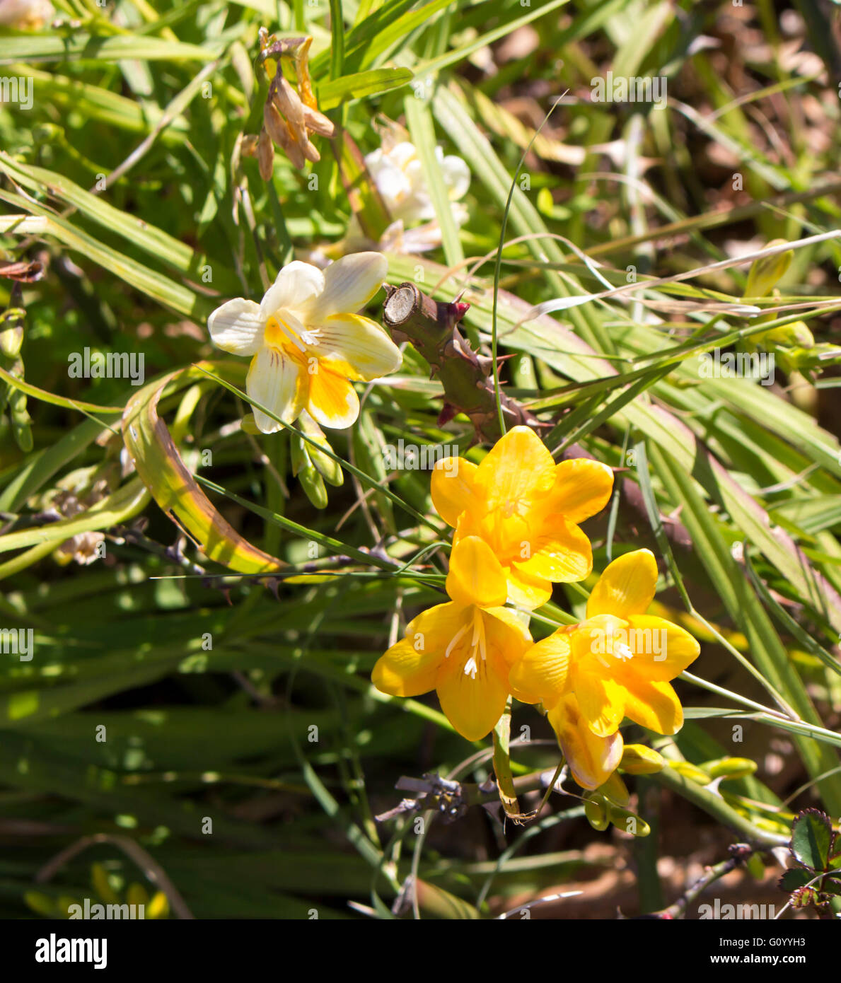 Deep yellow , cream and tawny orange double tubular blooms of Freesia ...