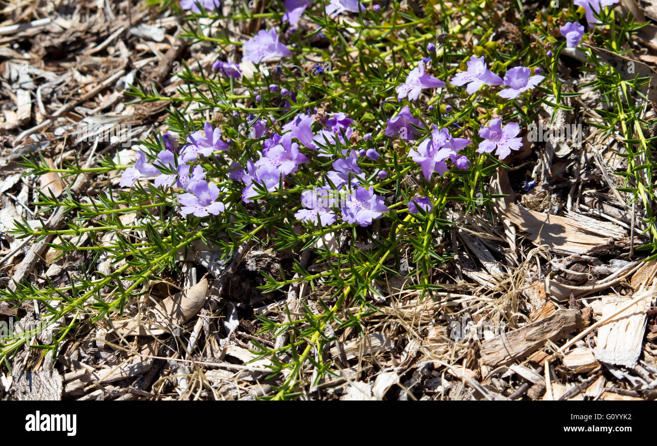 Hemiandra pungens or snakebush , a West Australian native wild flower ...
