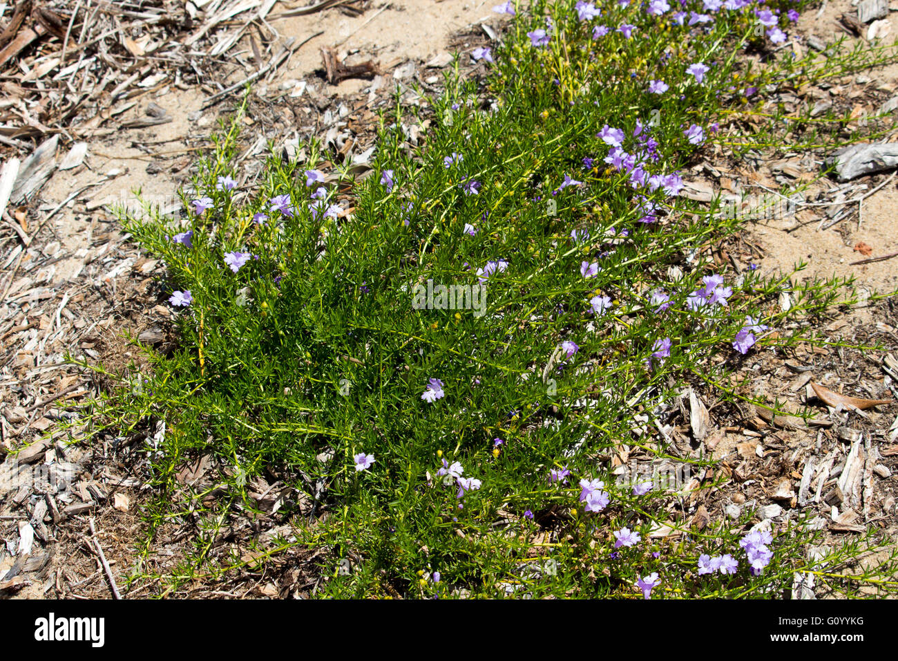 Hemiandra pungens or snakebush , a West Australian native wild flower ...