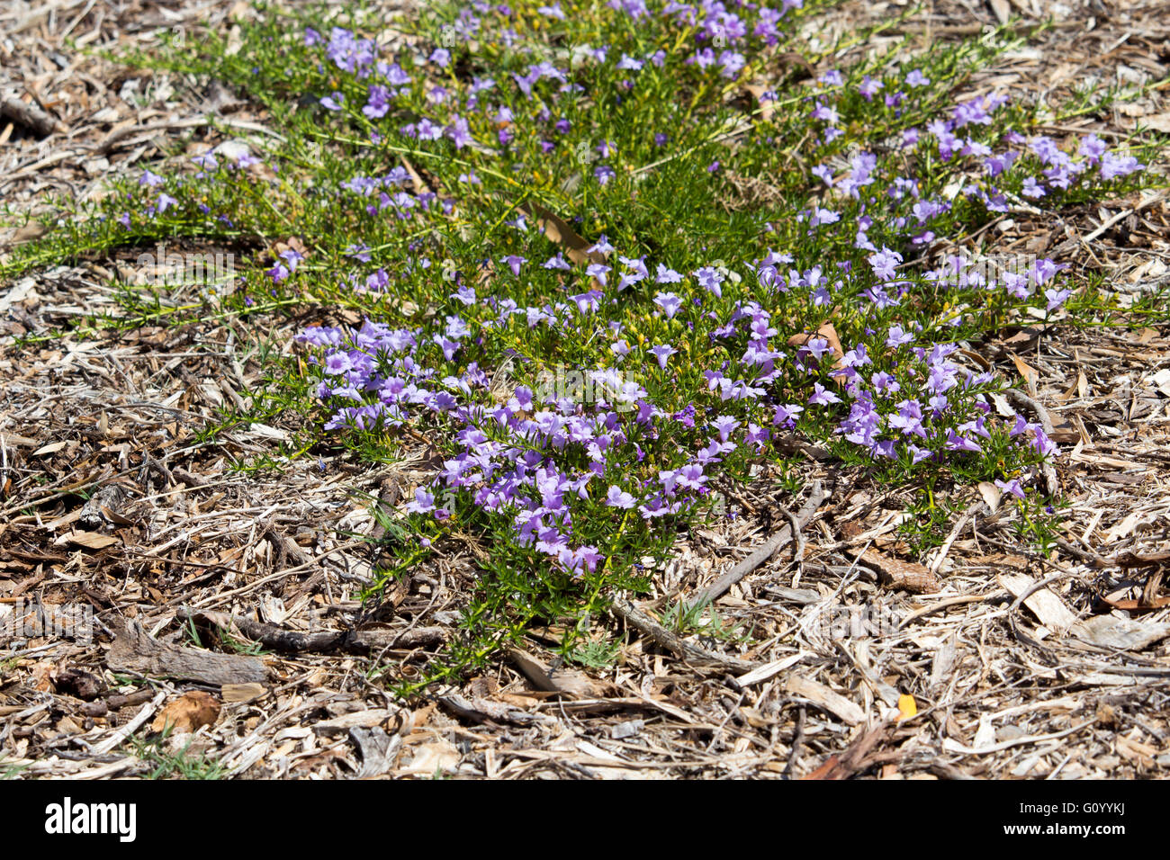 Hemiandra pungens or snakebush , a West Australian native wild flower ...