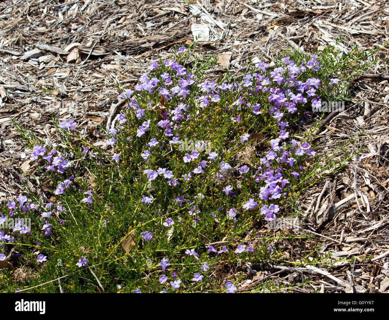 Australian native creeper hi-res stock photography and images - Alamy