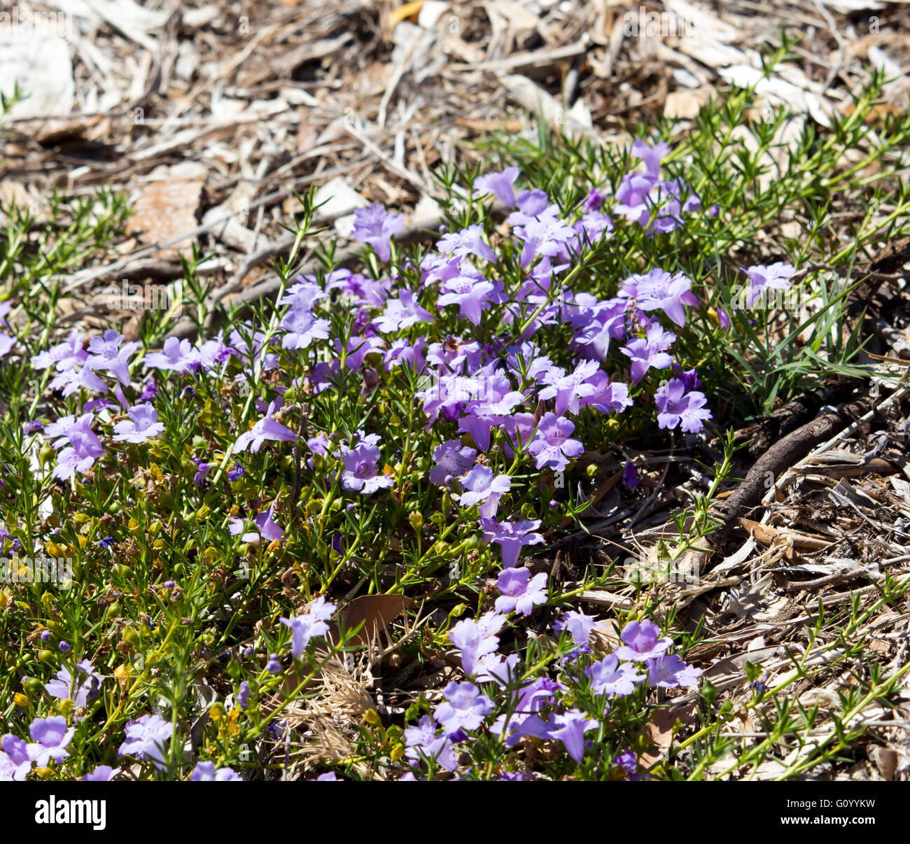 Hemiandra pungens or snakebush , a West Australian native wild flower ...