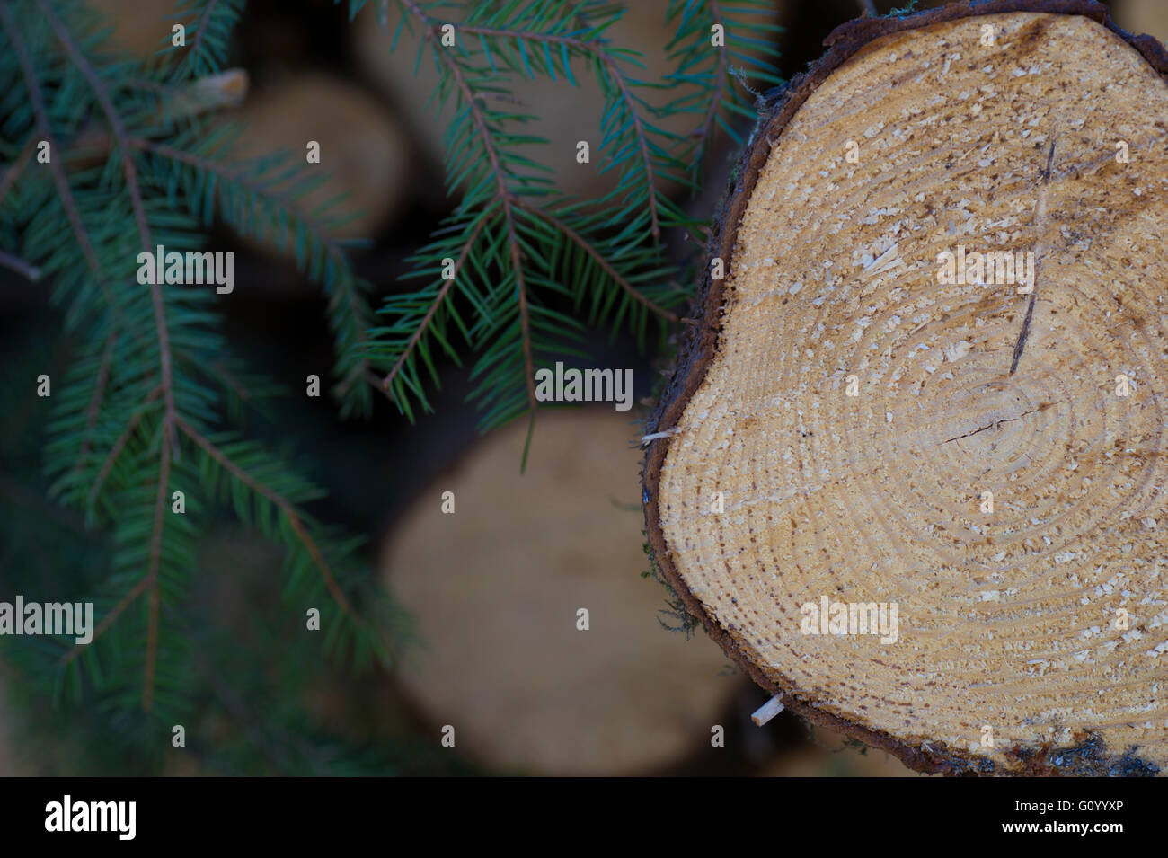 Timber in the forest Stock Photo - Alamy