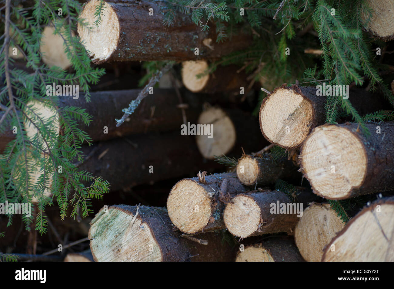 Timber in the forest Stock Photo - Alamy