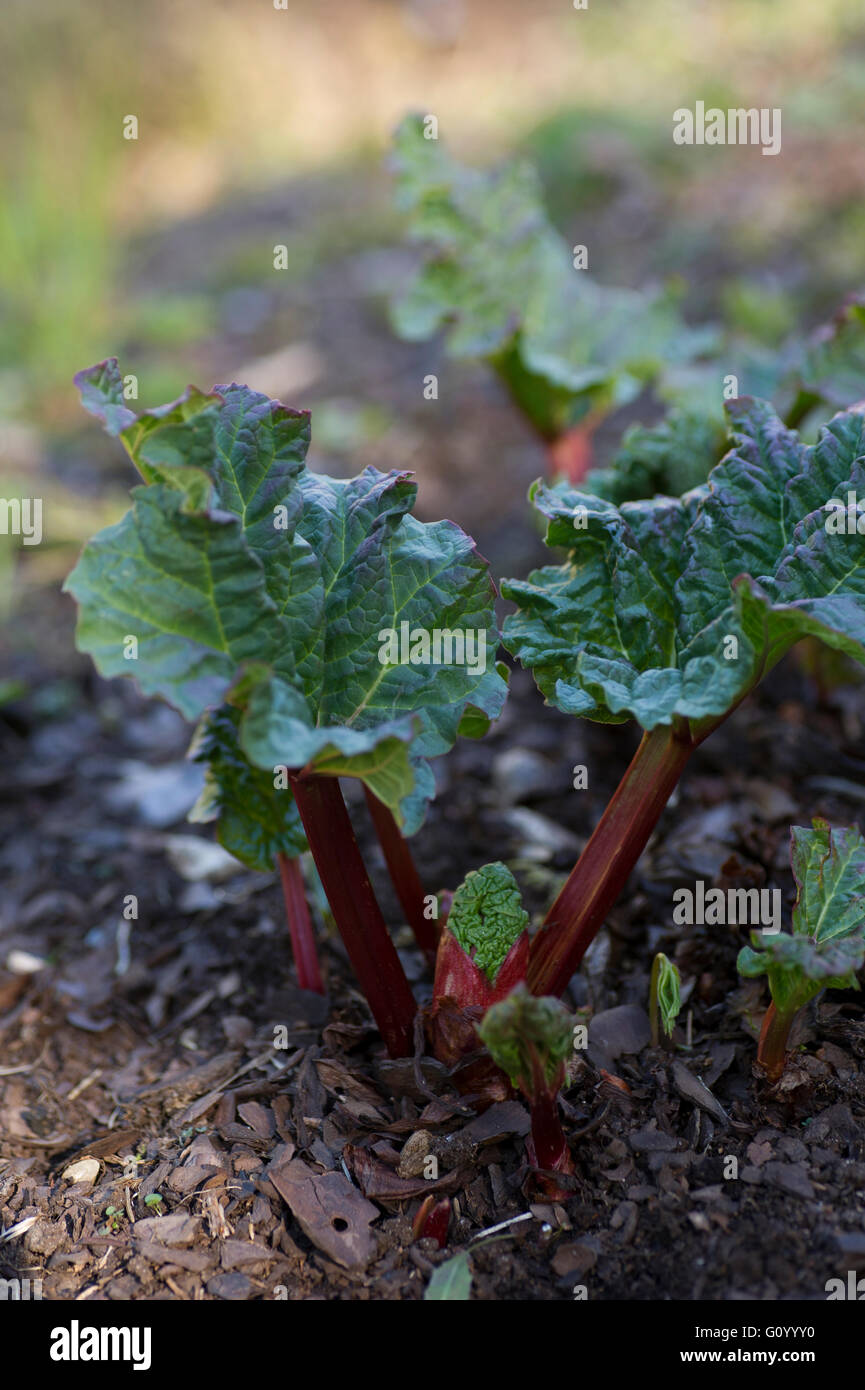 Rhubarb garden hi-res stock photography and images - Alamy