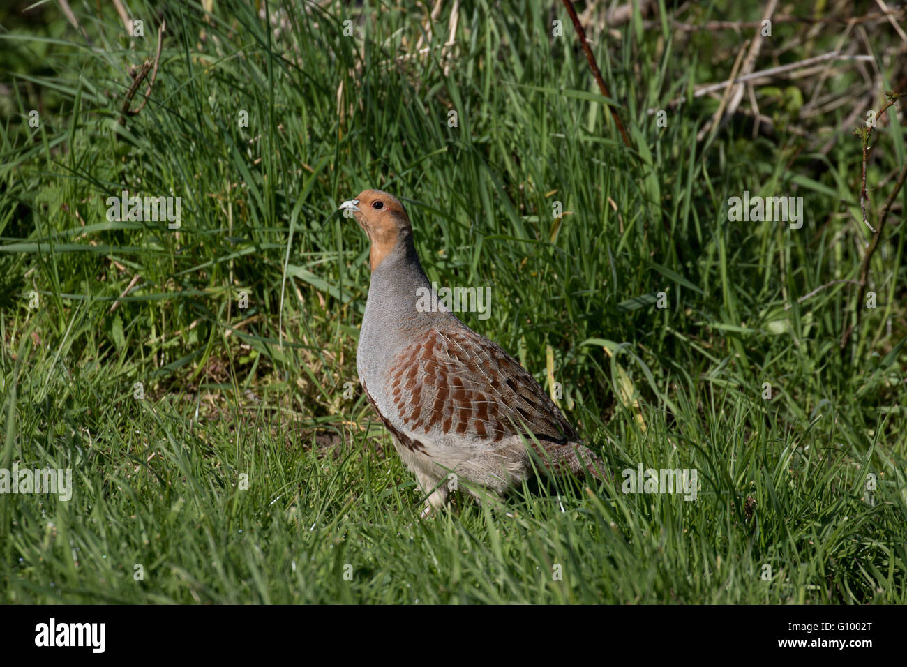 Grey Partridge Uk Stock Photos & Grey Partridge Uk Stock Images - Alamy
