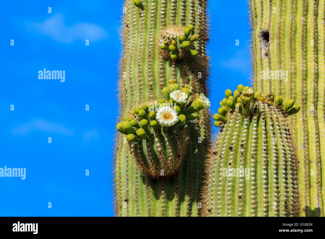 Endangered Cactus Star Flower