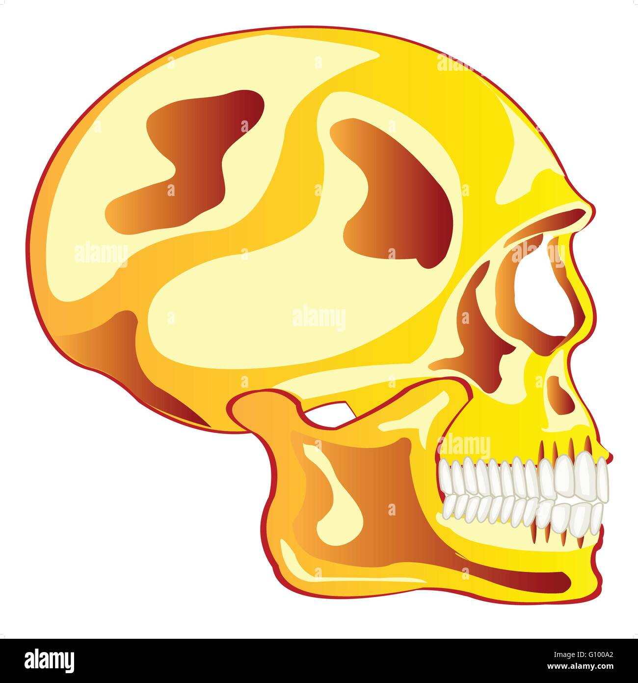 Vector illustration of the skull of the person on white background ...