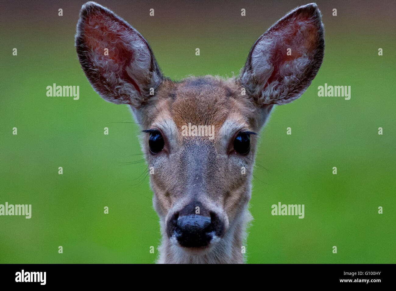 Doe in green grass hi-res stock photography and images - Alamy