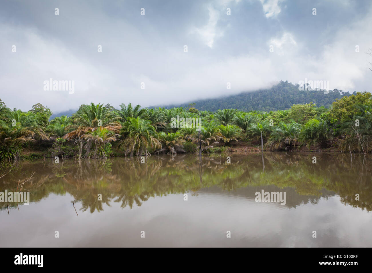 Secondary - or recent - rainforest landscape in northern Sabah ...