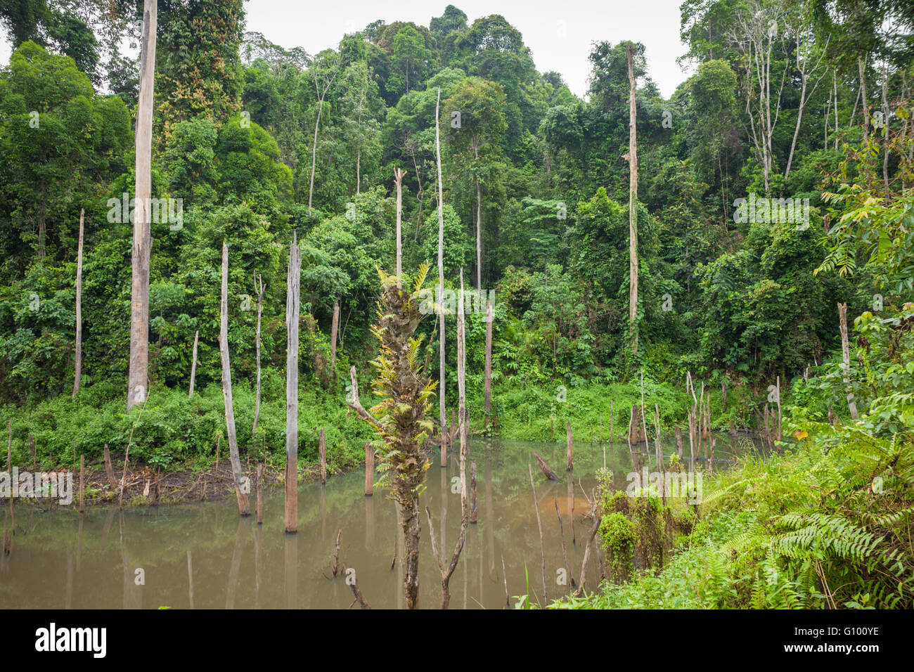 Secondary - or recent - rainforest landscape in northern Sabah ...
