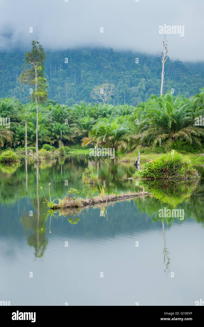Secondary - or recent - rainforest landscape in northern Sabah ...