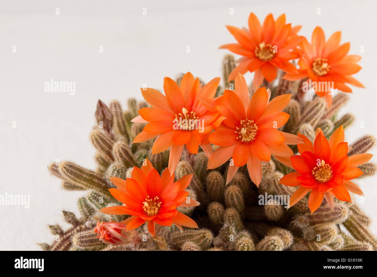 Real homegrown orange cactus flower on a white background Stock Photo ...
