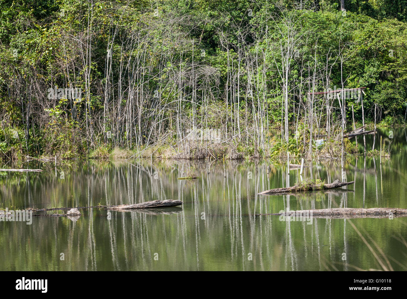 Equatorial forest hi-res stock photography and images - Alamy