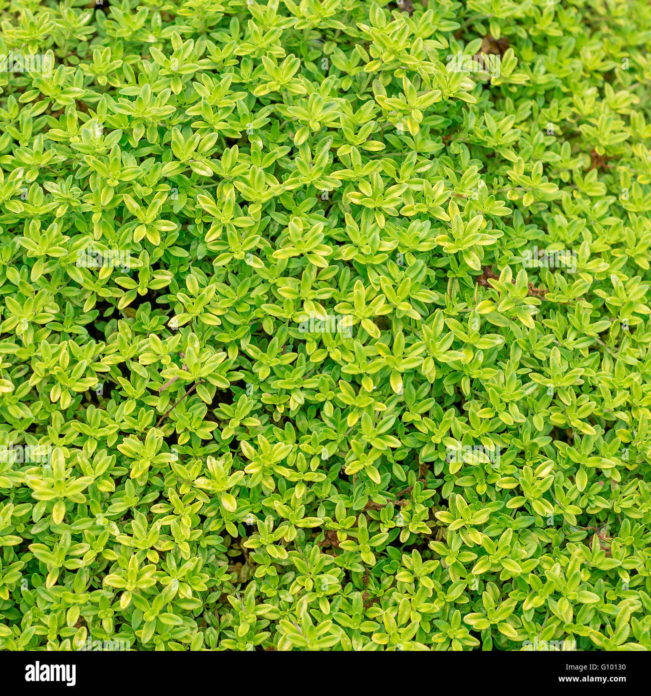Background from small green leaves Stock Photo - Alamy