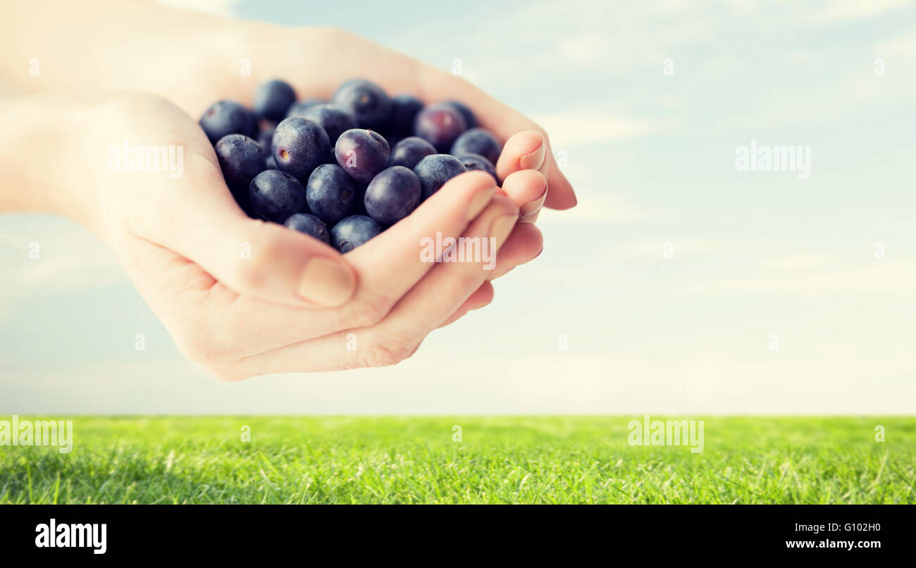 close up of woman hands holding blueberries Stock Photo - Alamy
