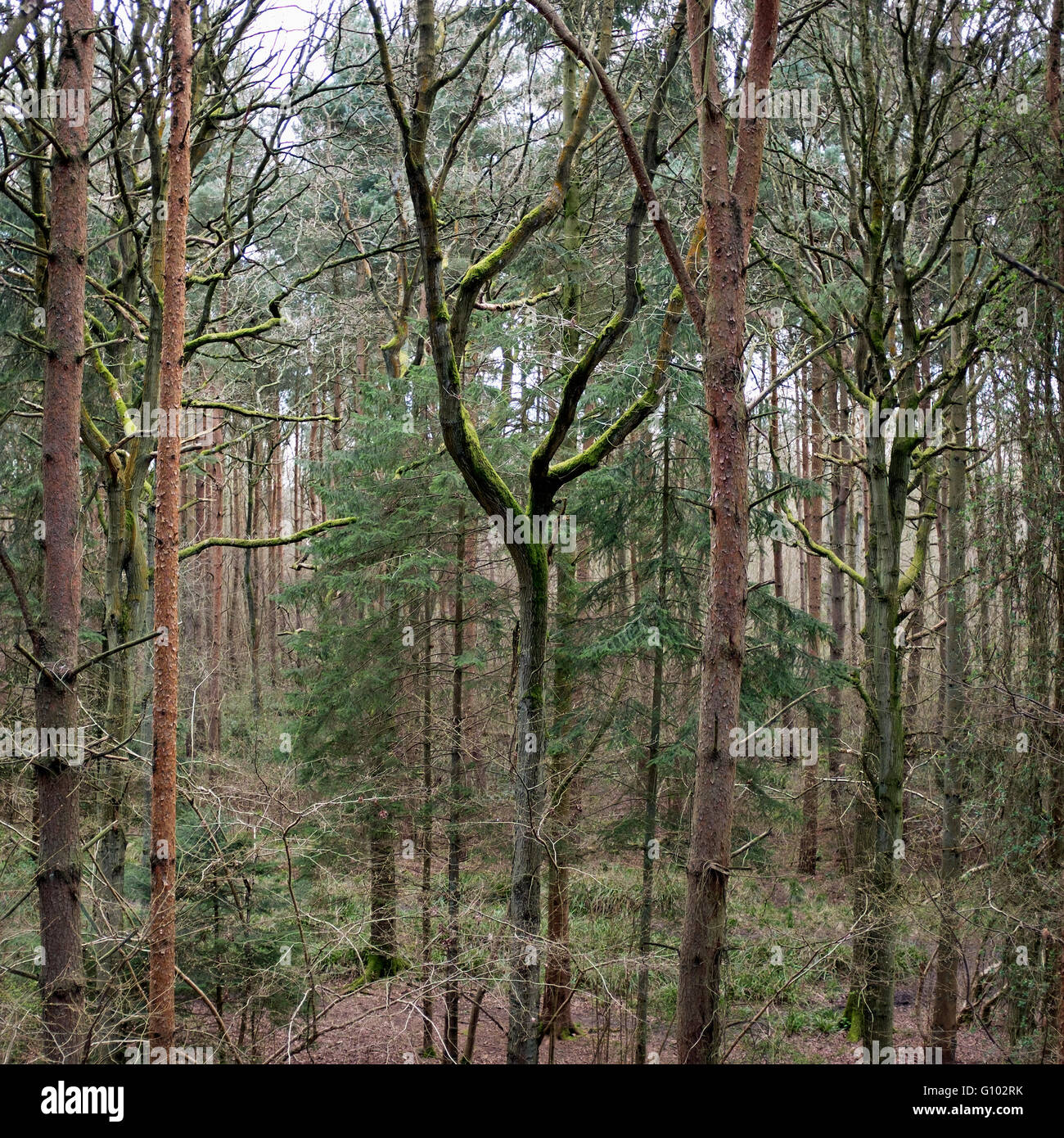 Mixed forest tree hi-res stock photography and images - Alamy