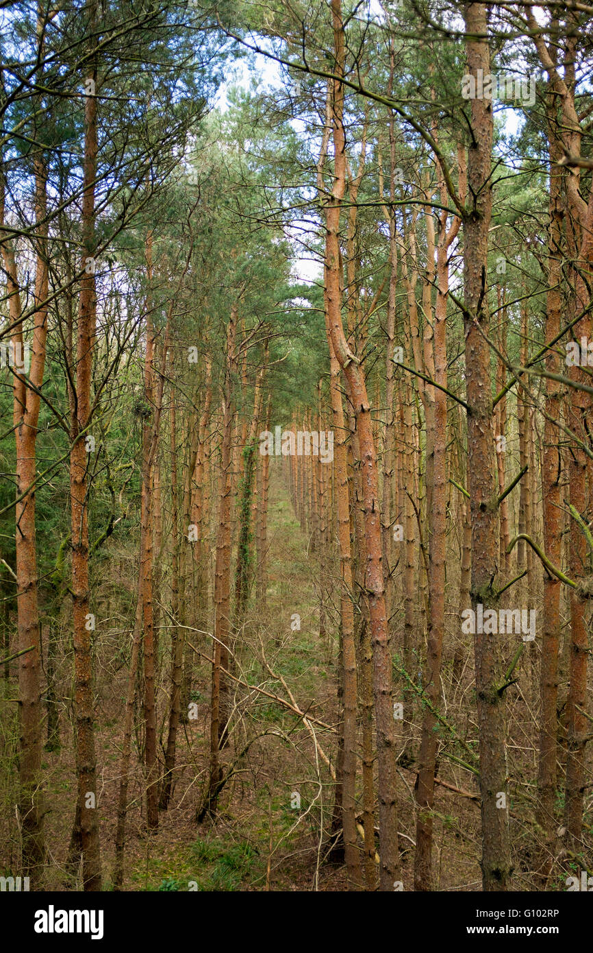 Looking through a pine forest Stock Photo - Alamy