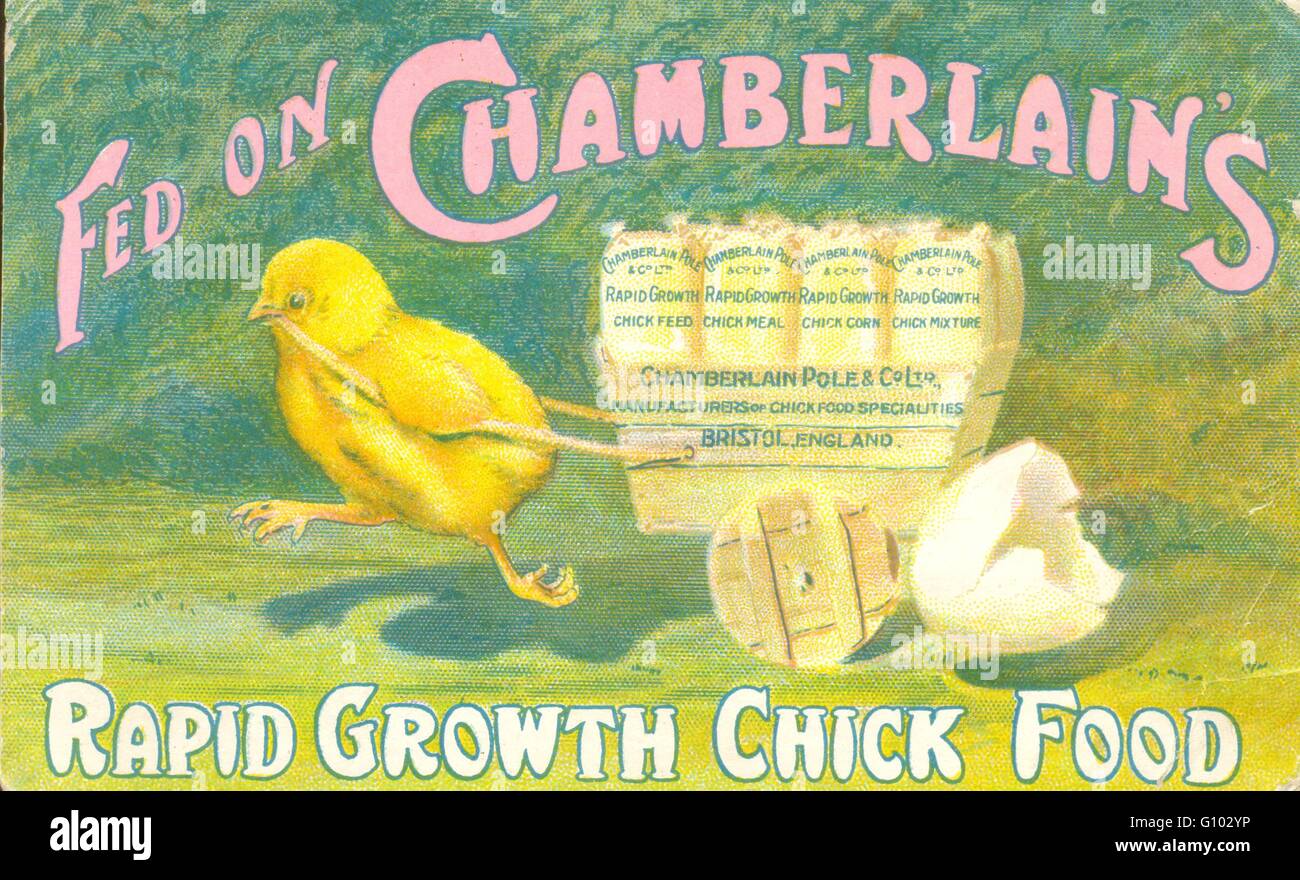 Chromolithographed advertising postcard for Chamberlain's Chick Food ...