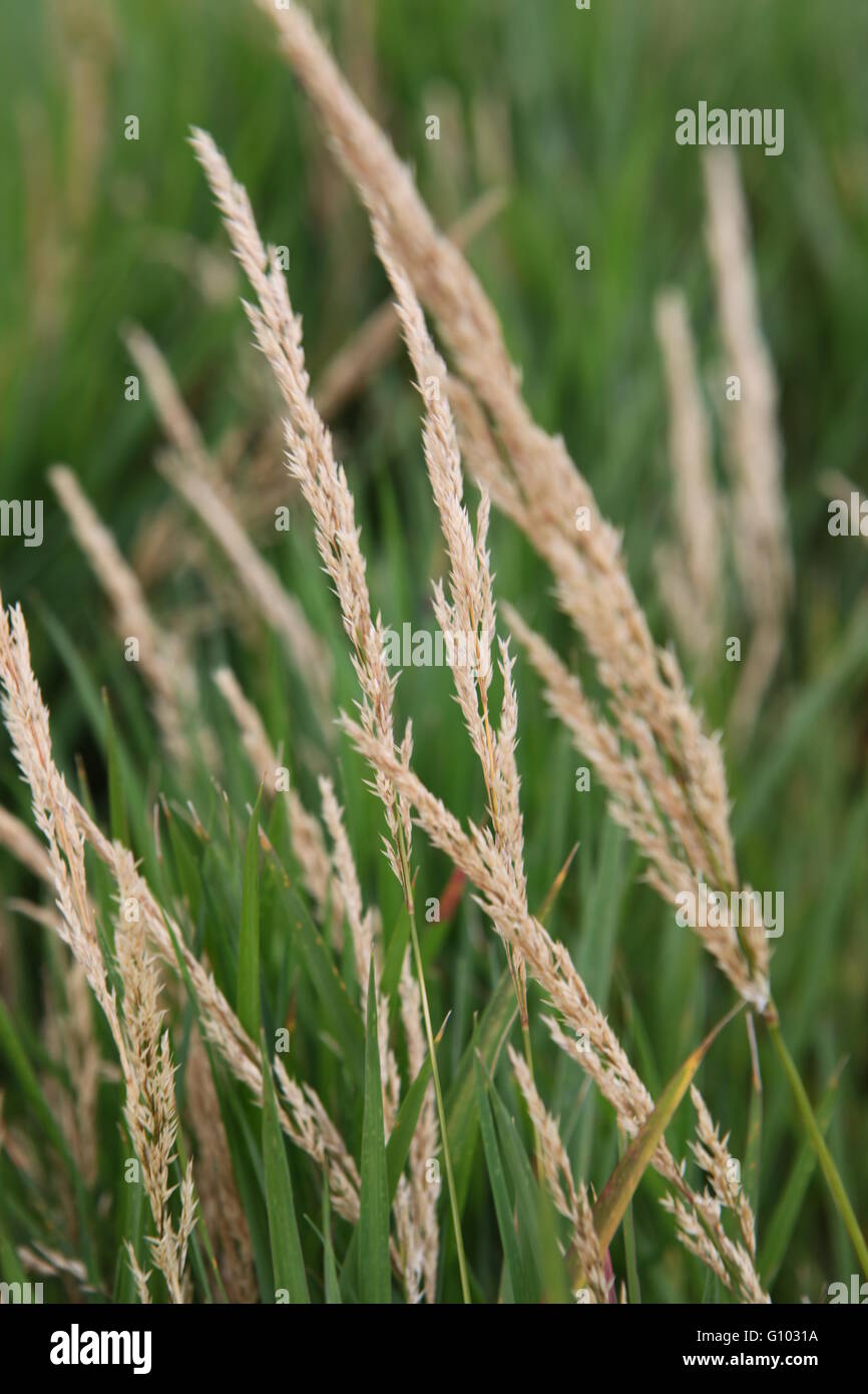 Irish field hi-res stock photography and images - Alamy