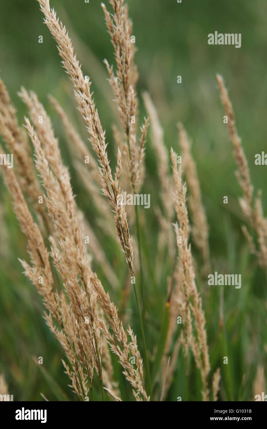 Irish field hi-res stock photography and images - Alamy