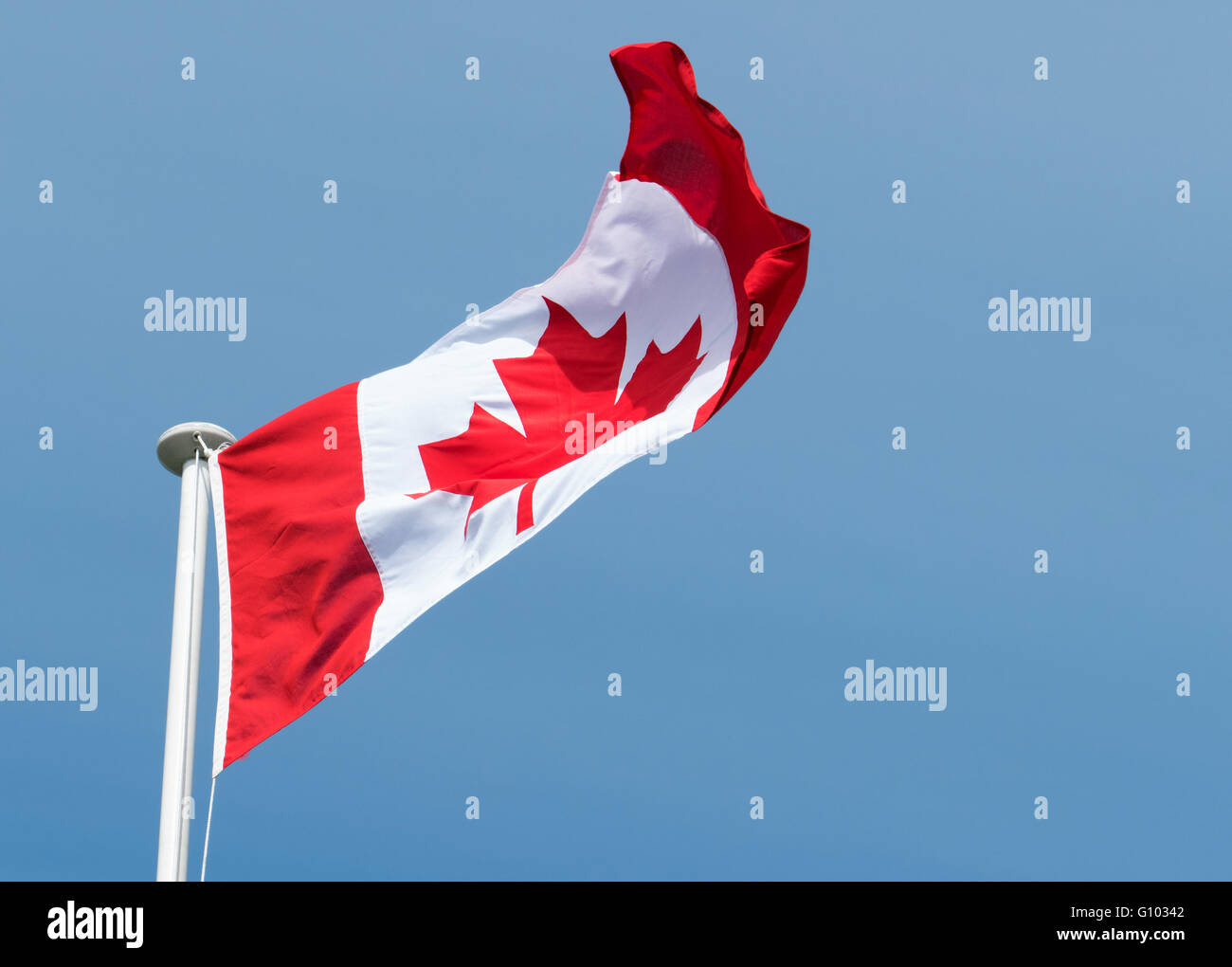 Canadian flag of Canada Maple Leaf blowing in the wind, big blue sky ...