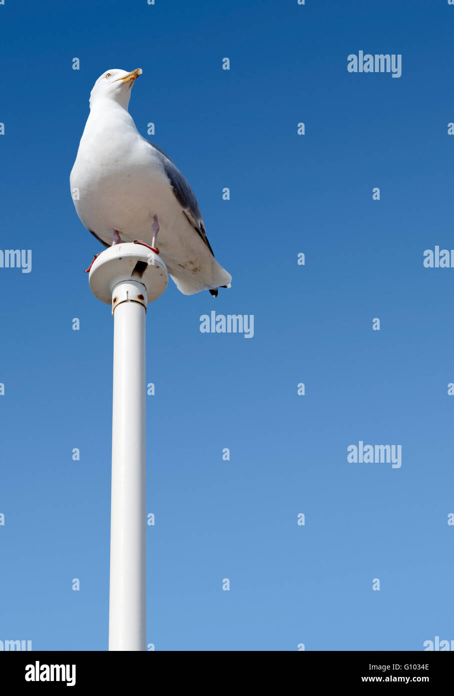White flag pole hi-res stock photography and images - Alamy