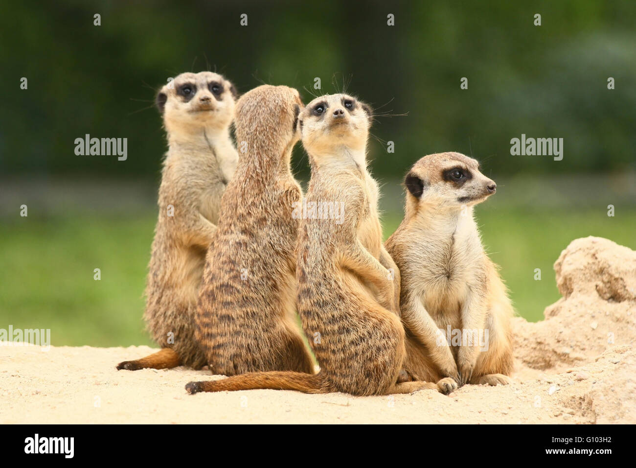 Suricata surricata hi-res stock photography and images - Alamy