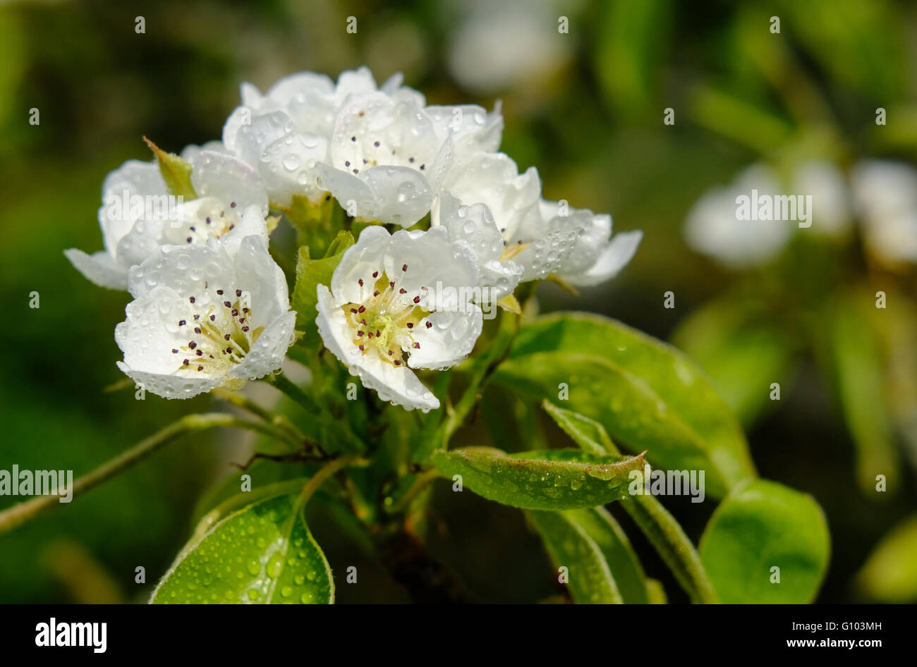 Shallow focus of pollen stamen seen on a newly blossomed pear tree ...
