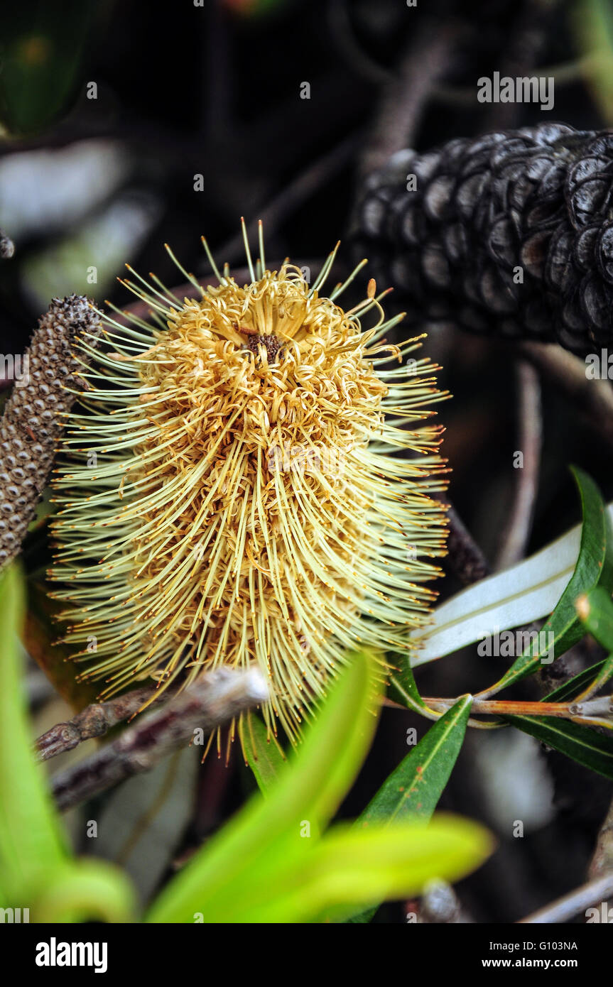 Flower. Banksia the Bush on a summer day Stock Photo - Alamy