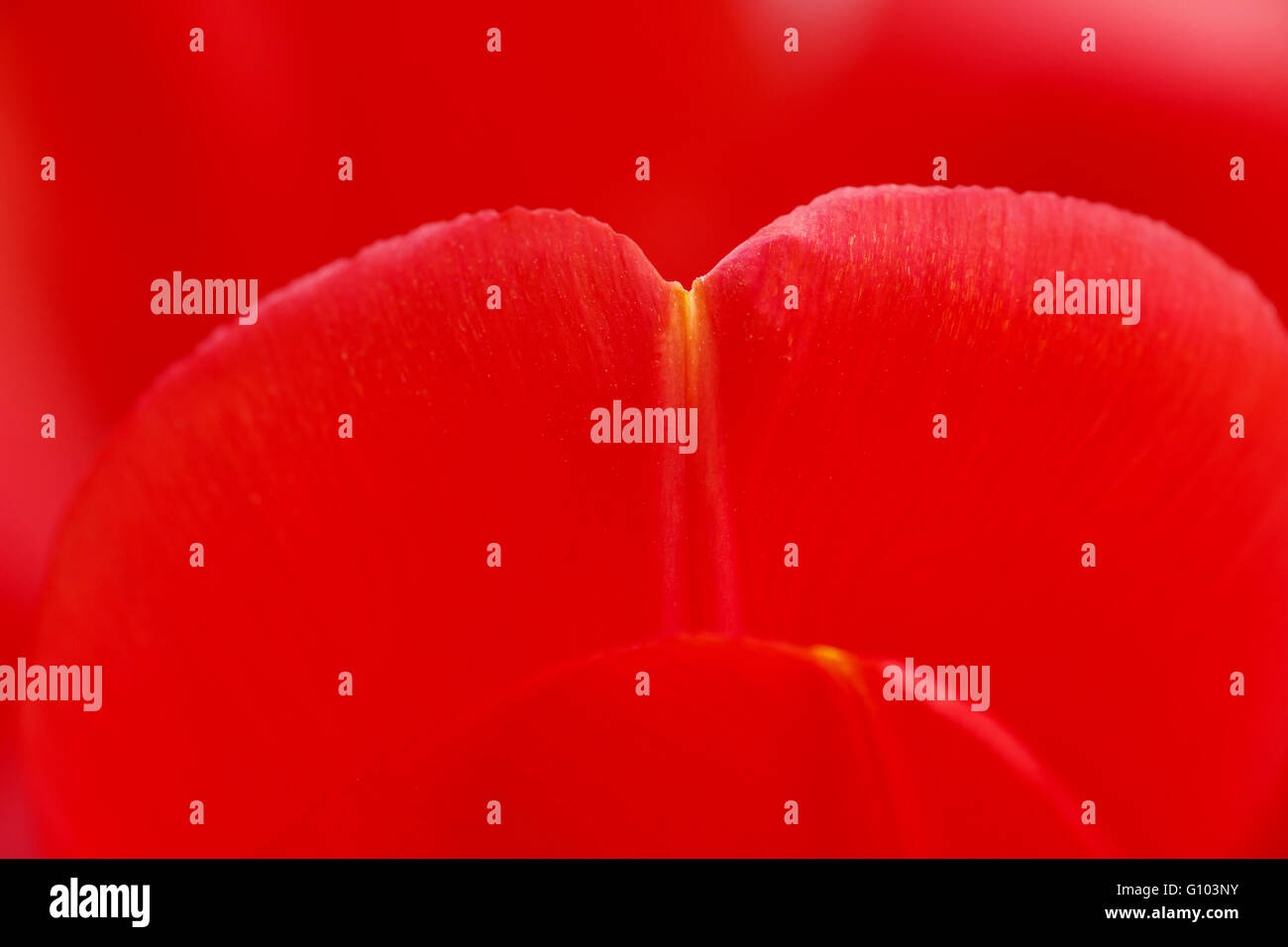 Abstract flower petals hi-res stock photography and images - Alamy