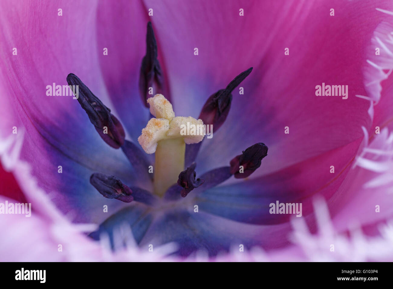 Tulip stamen pistil macro hi-res stock photography and images - Alamy