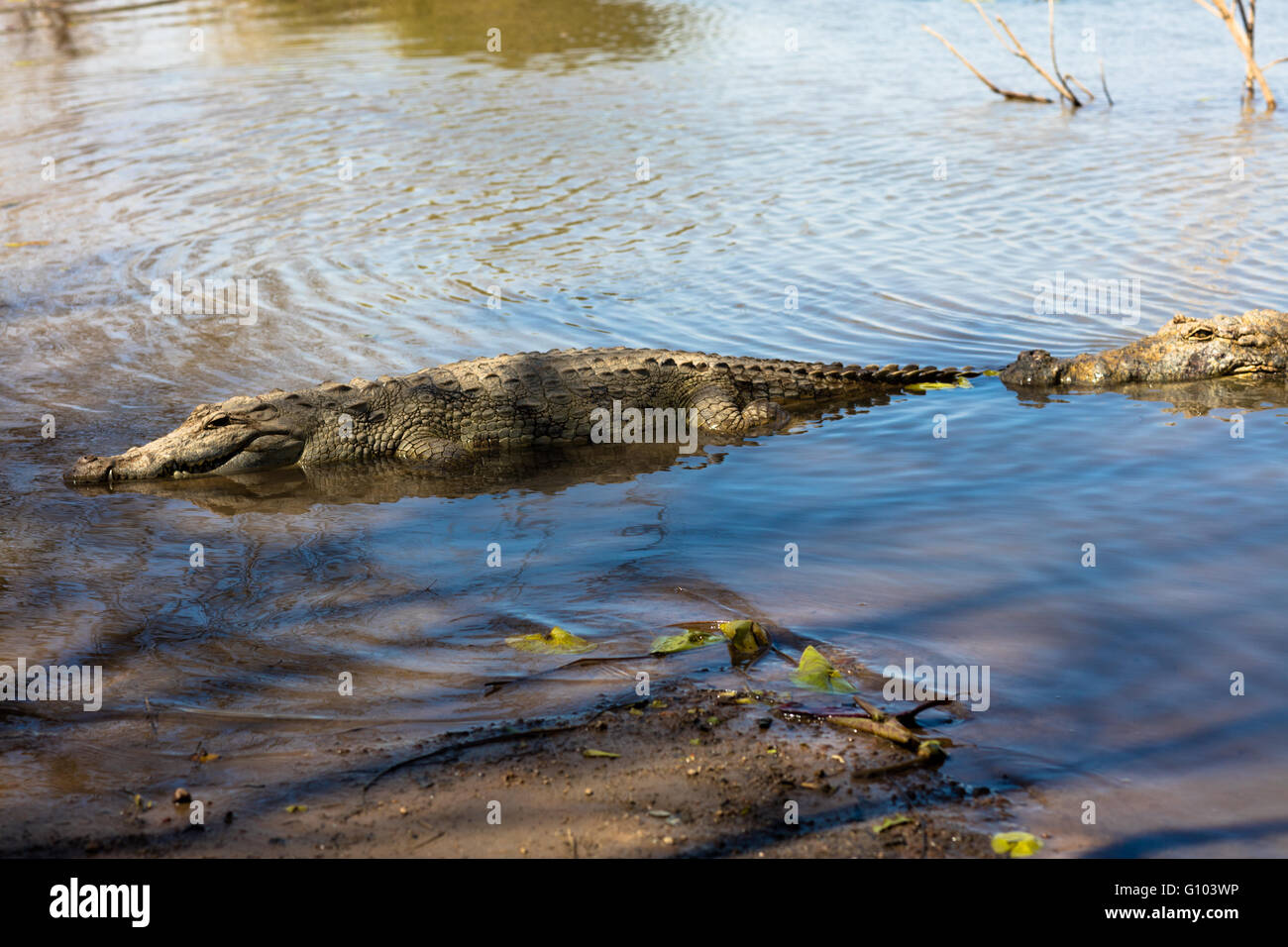 Sacred crocodile in Sabou, Burkina Faso, Africa Stock Photo - Alamy