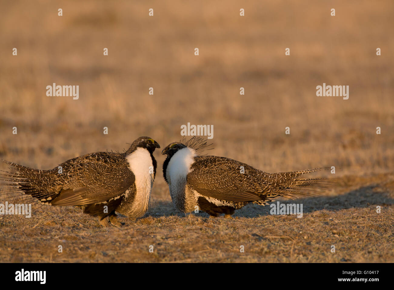 Greater sage grouse hi-res stock photography and images - Alamy