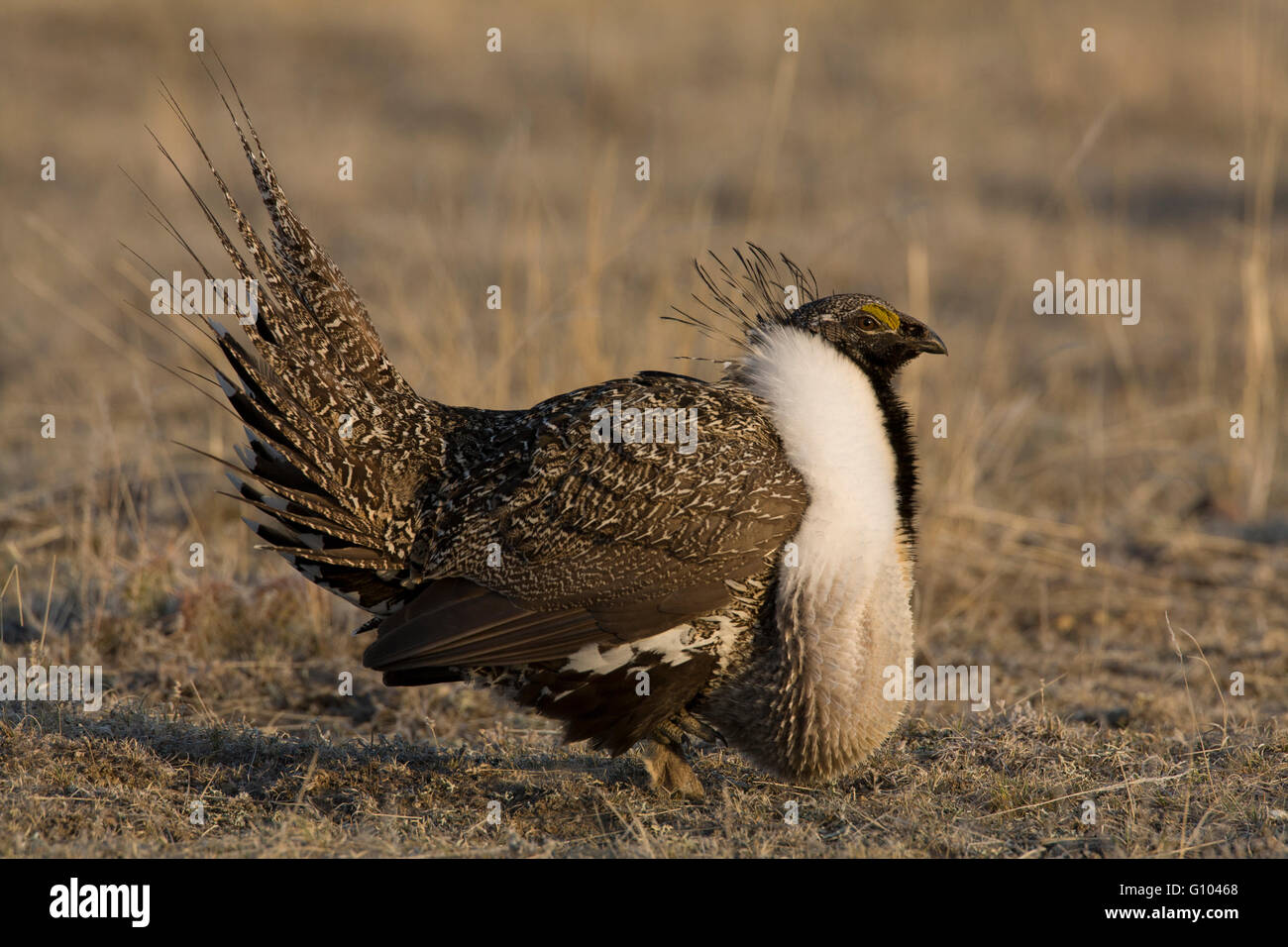 The sage grouse centrocercus urophasianus hi-res stock photography and ...
