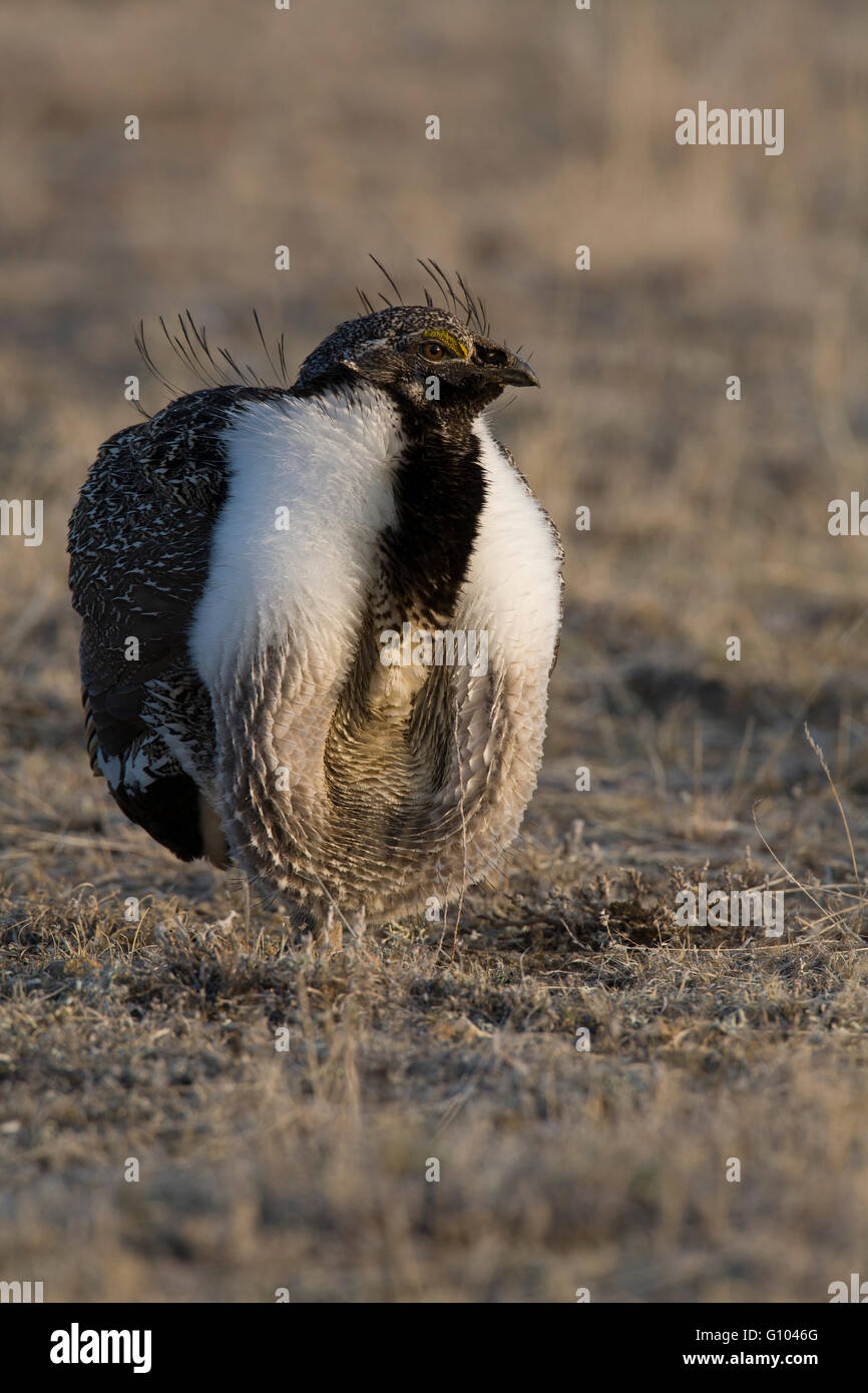 The sage grouse centrocercus urophasianus hi-res stock photography and ...
