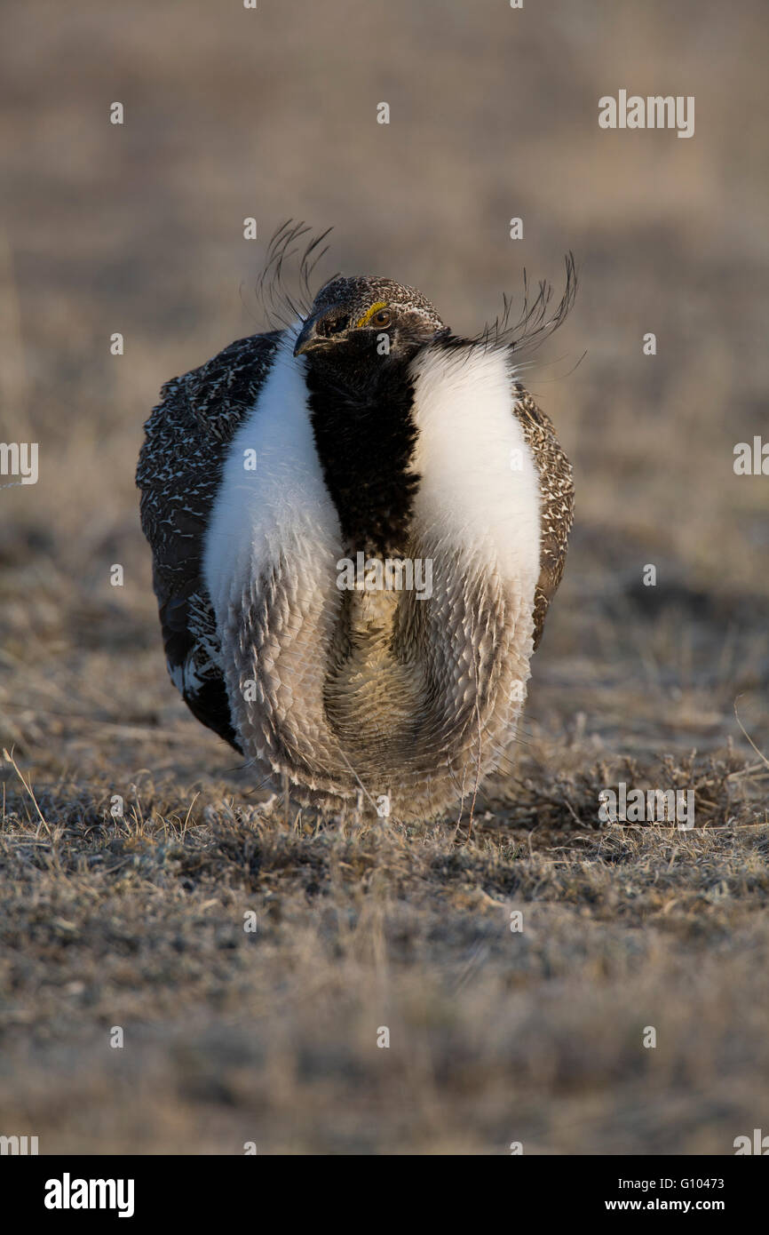 With sagging throat sacs, a male greater sage-grouse (Centrocercus ...