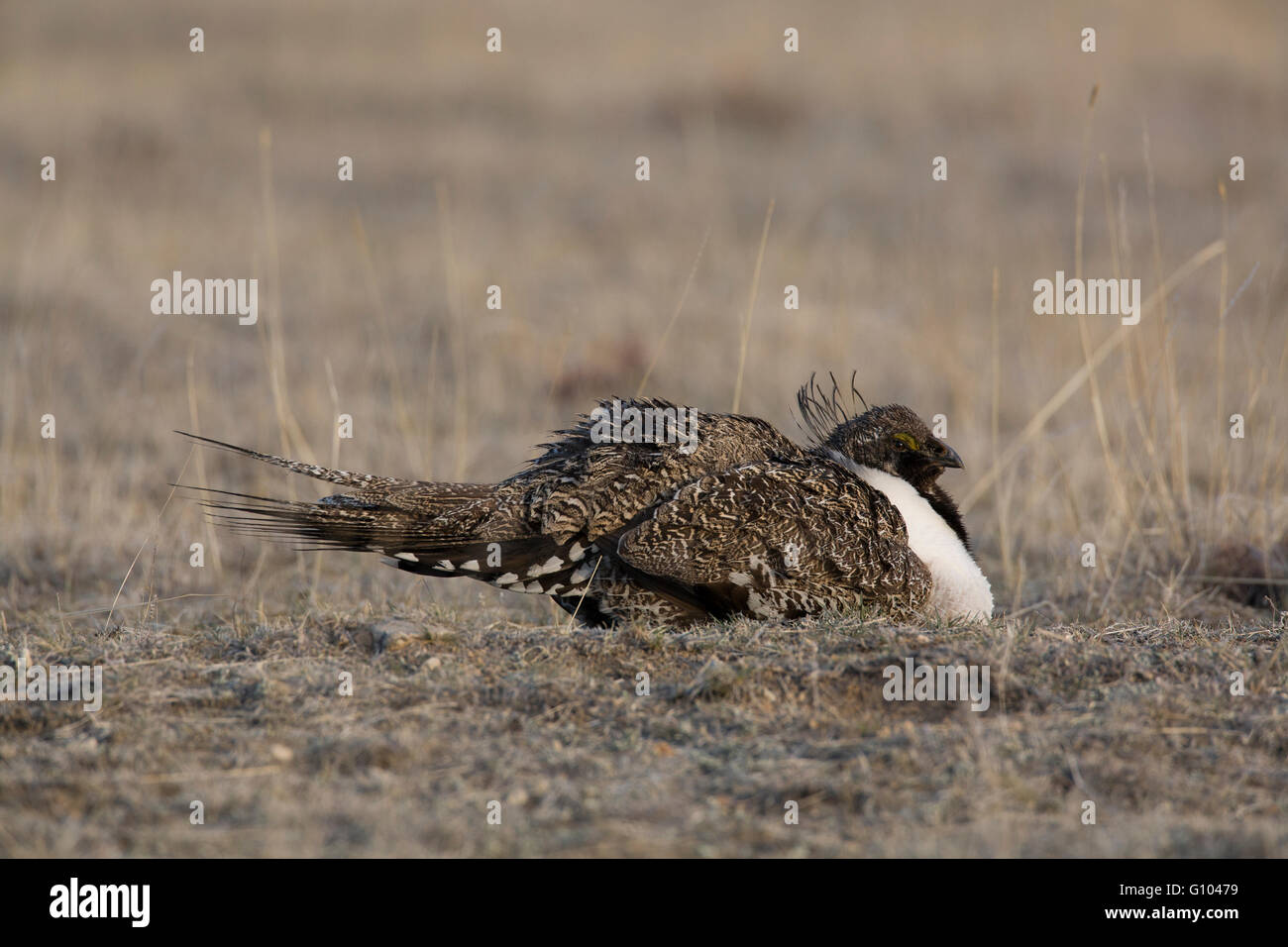 Sagging throat sacs on ground, a male greater sage-grouse (Centrocercus ...