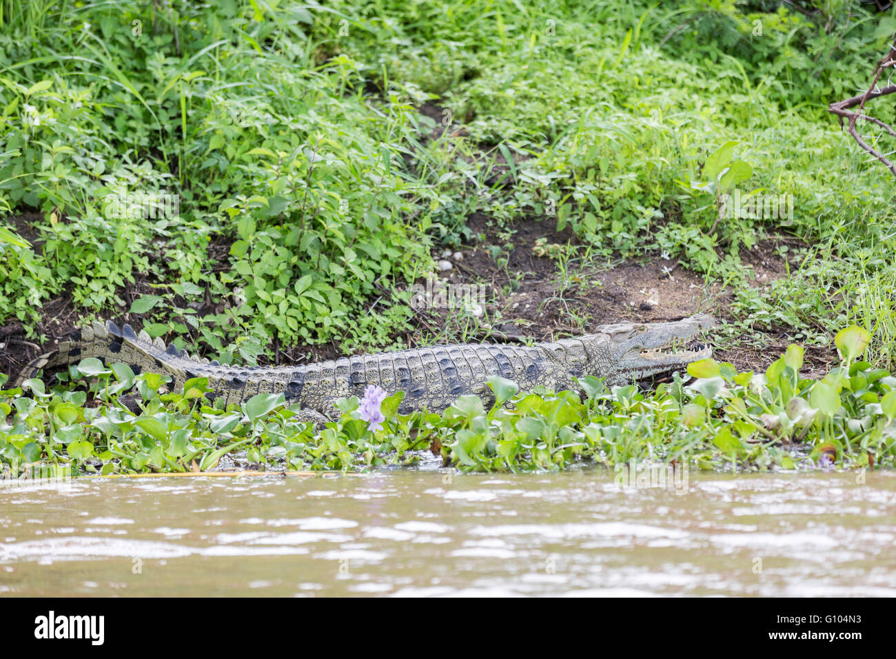 Krokodil crocodylia hi-res stock photography and images - Alamy