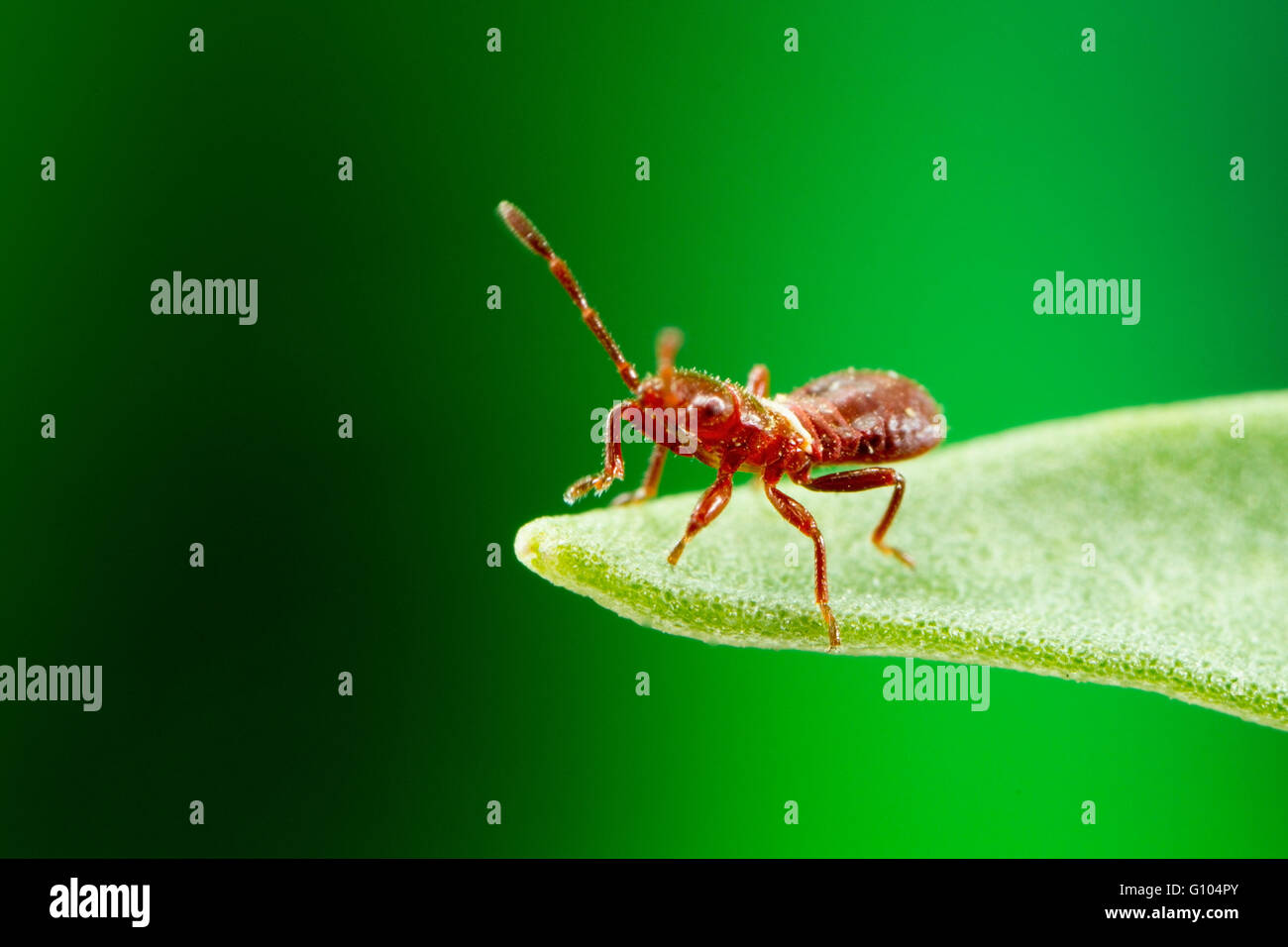 A tiny bug nymph, at around 3X life size on an APS-C sensor DSLR Stock ...