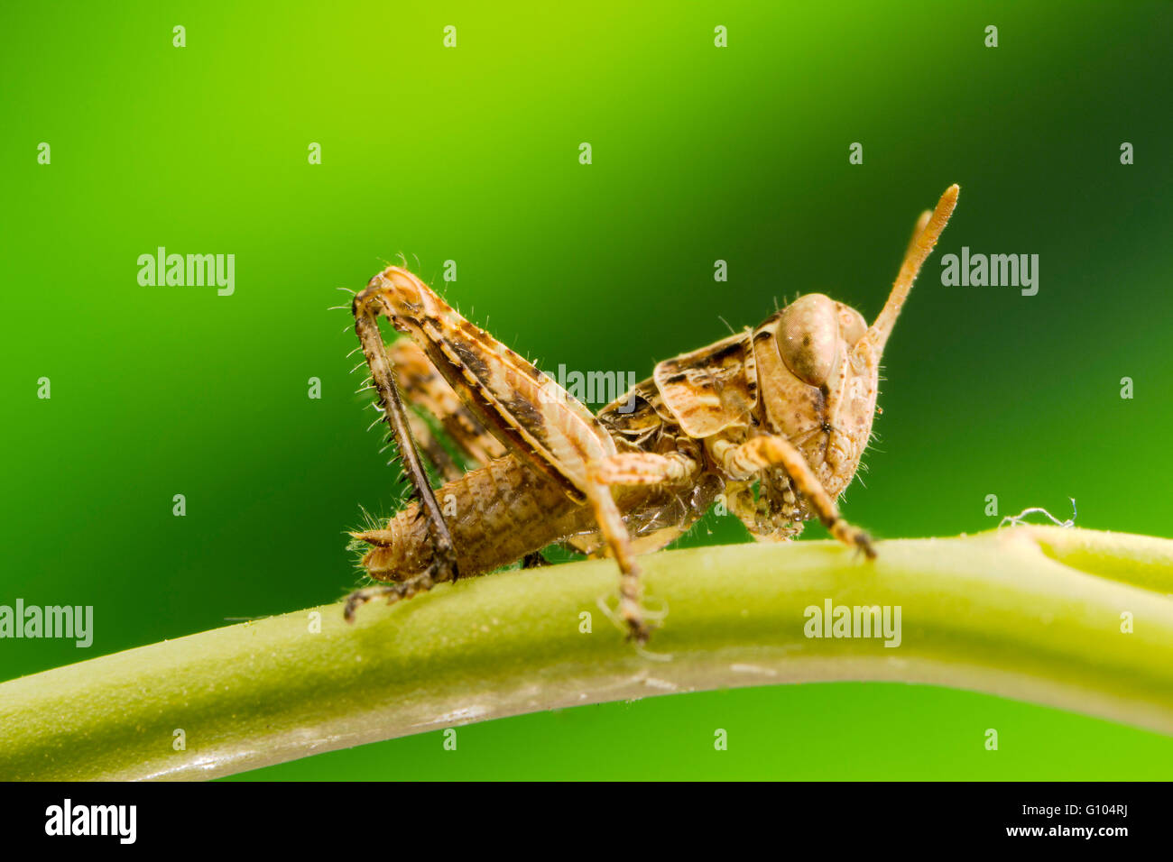 Reproduction insects hi-res stock photography and images - Alamy