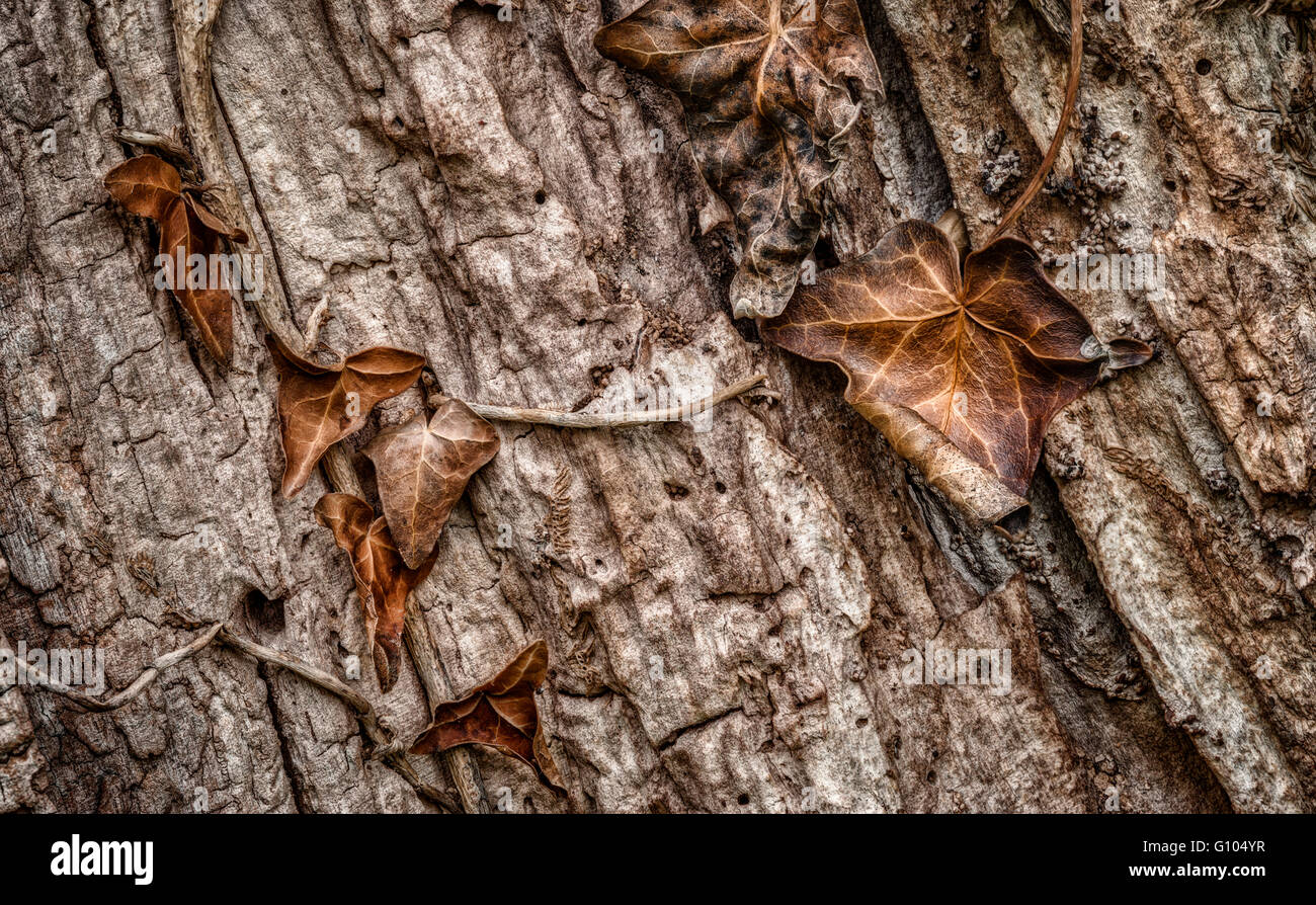 Decaying tree leaves hi-res stock photography and images - Alamy