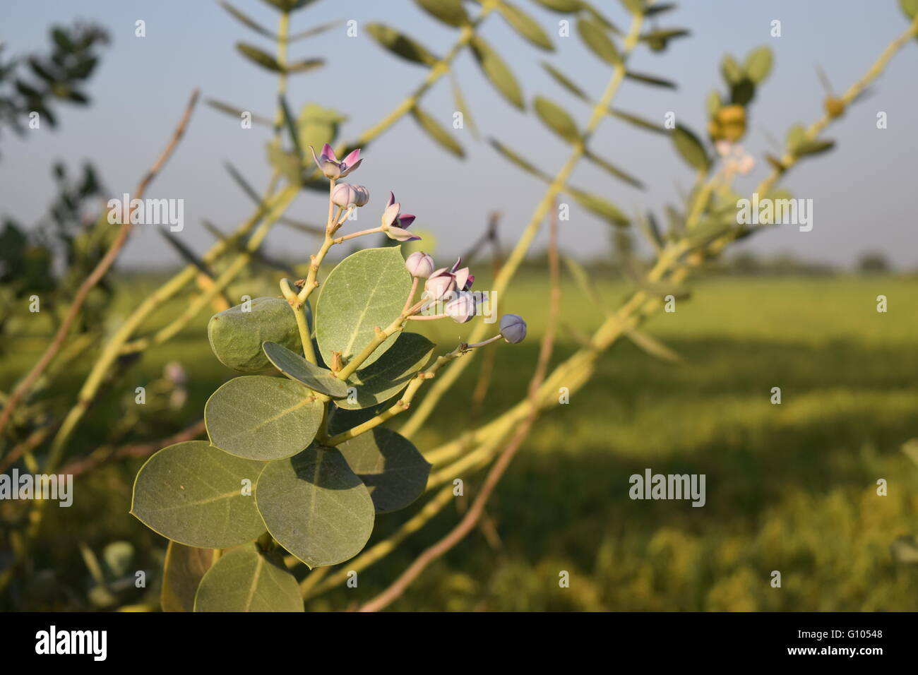 Rui Plant ,flower for dada hanuman Stock Photo - Alamy
