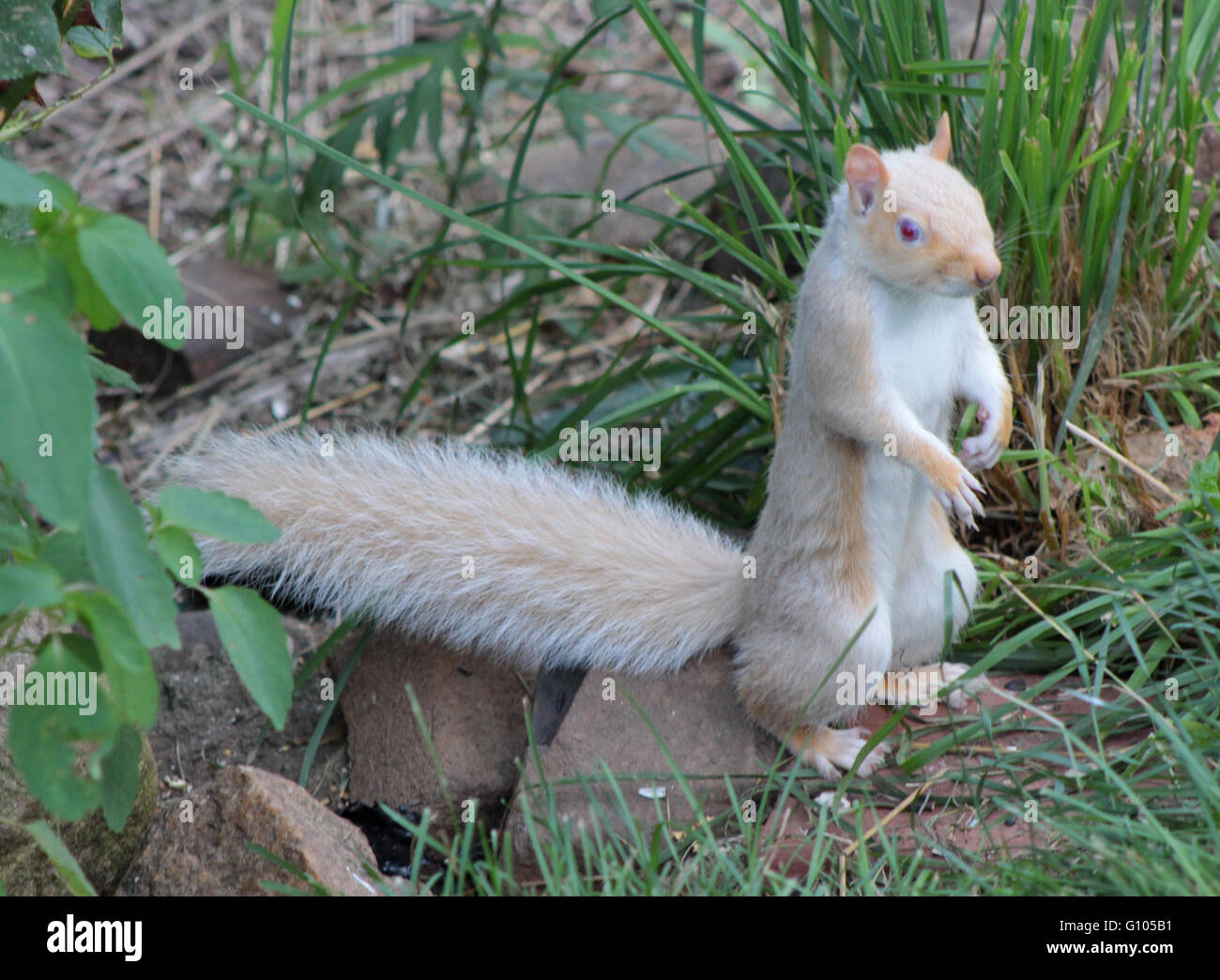 Albino Squirrel