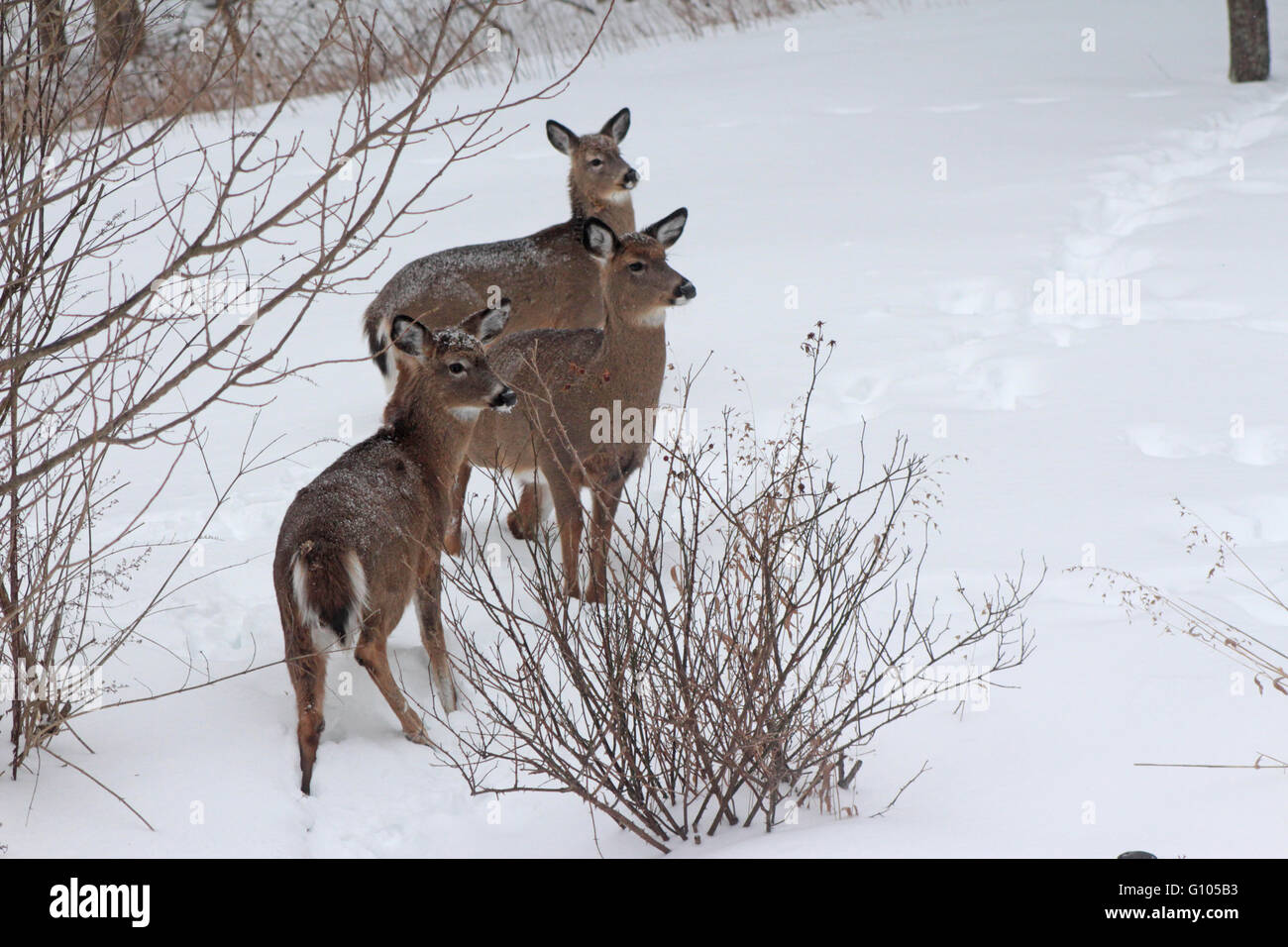Hungry Deer during snow covered winter Stock Photo - Alamy