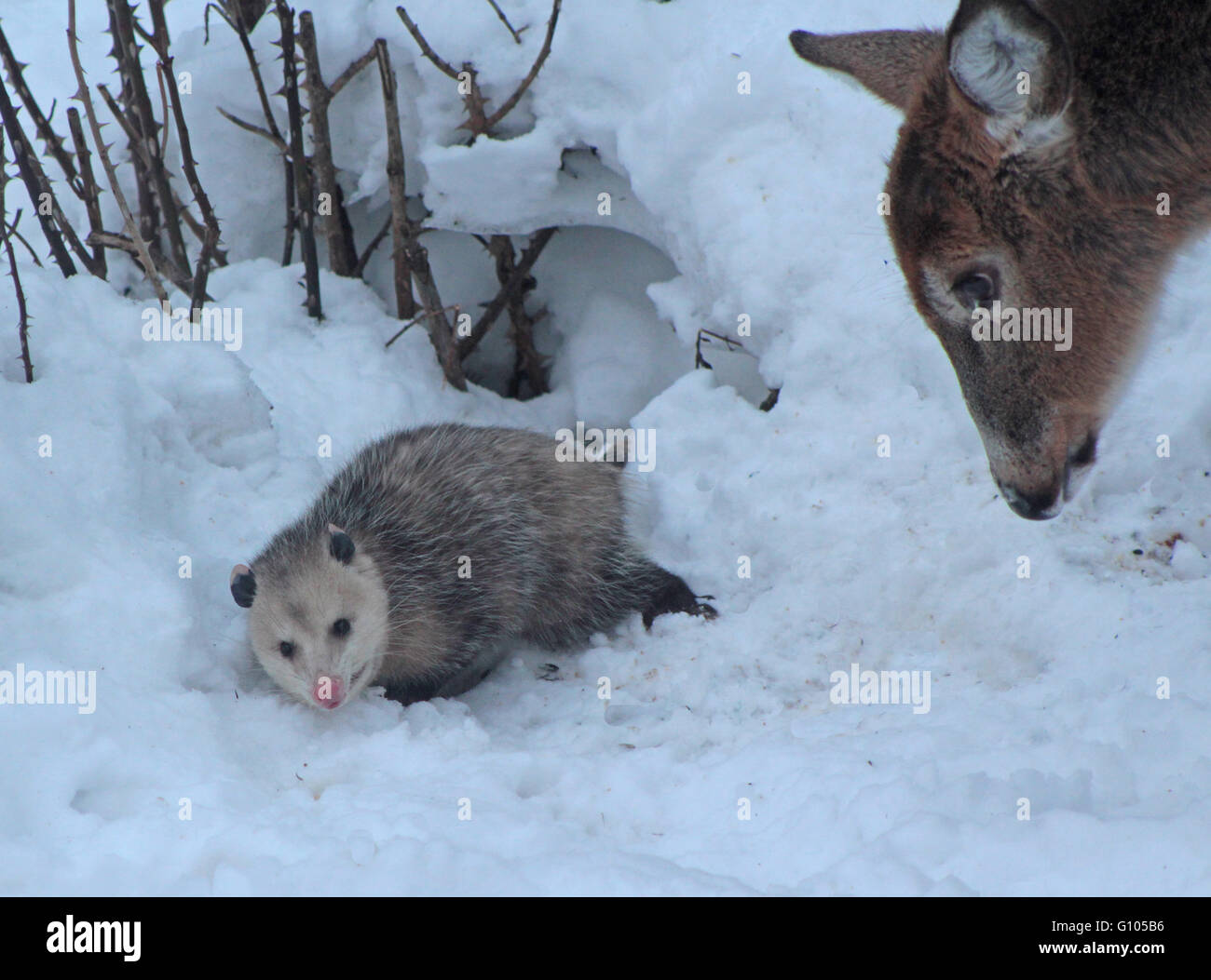 Possum Food High Resolution Stock Photography and Images - Alamy