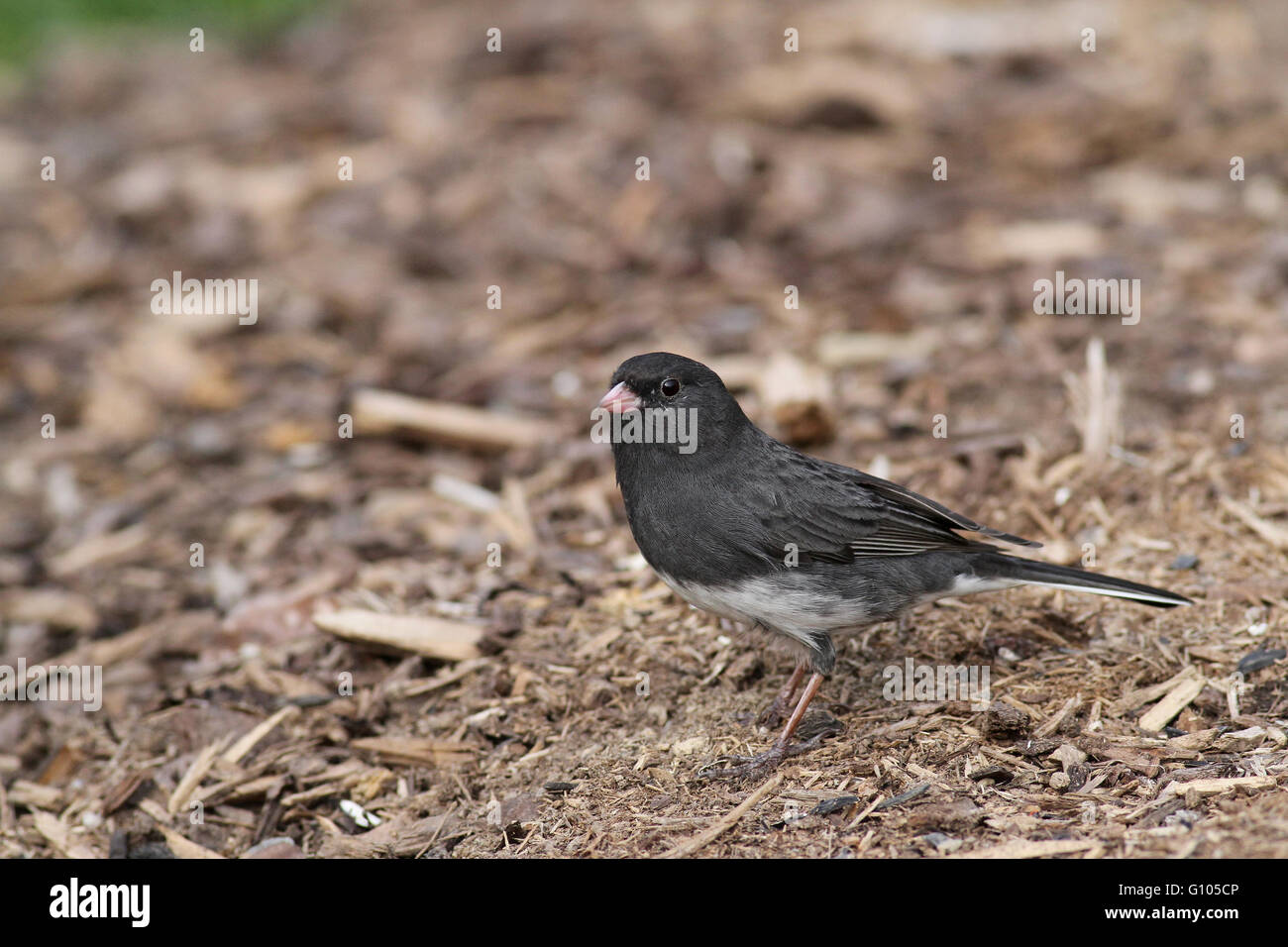 Nature environment habitat backyard pennsylvania hi-res stock ...